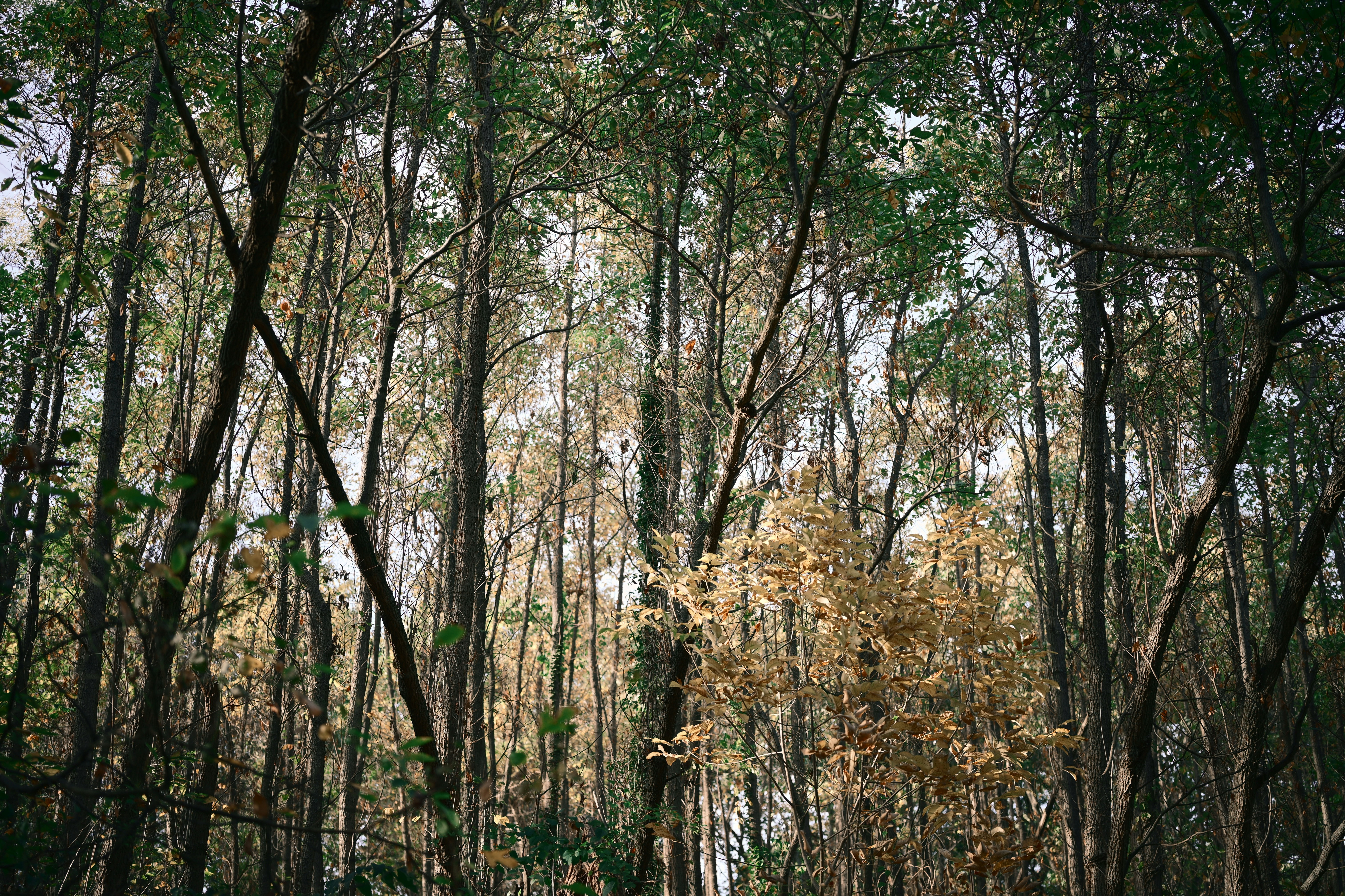 Sunlit canopy in a quiet autumn forest