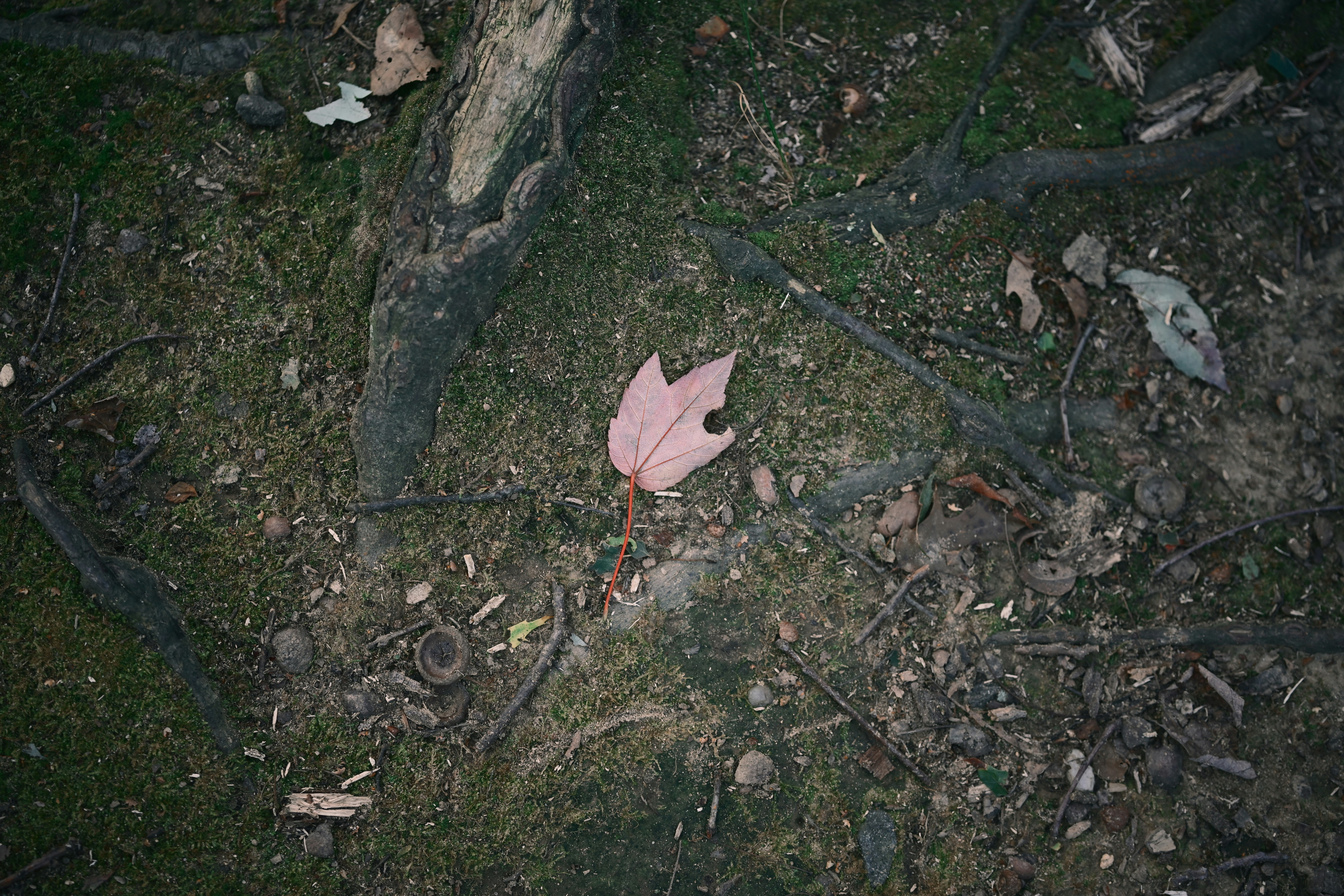 A single pink leaf lies on dark earth with roots.