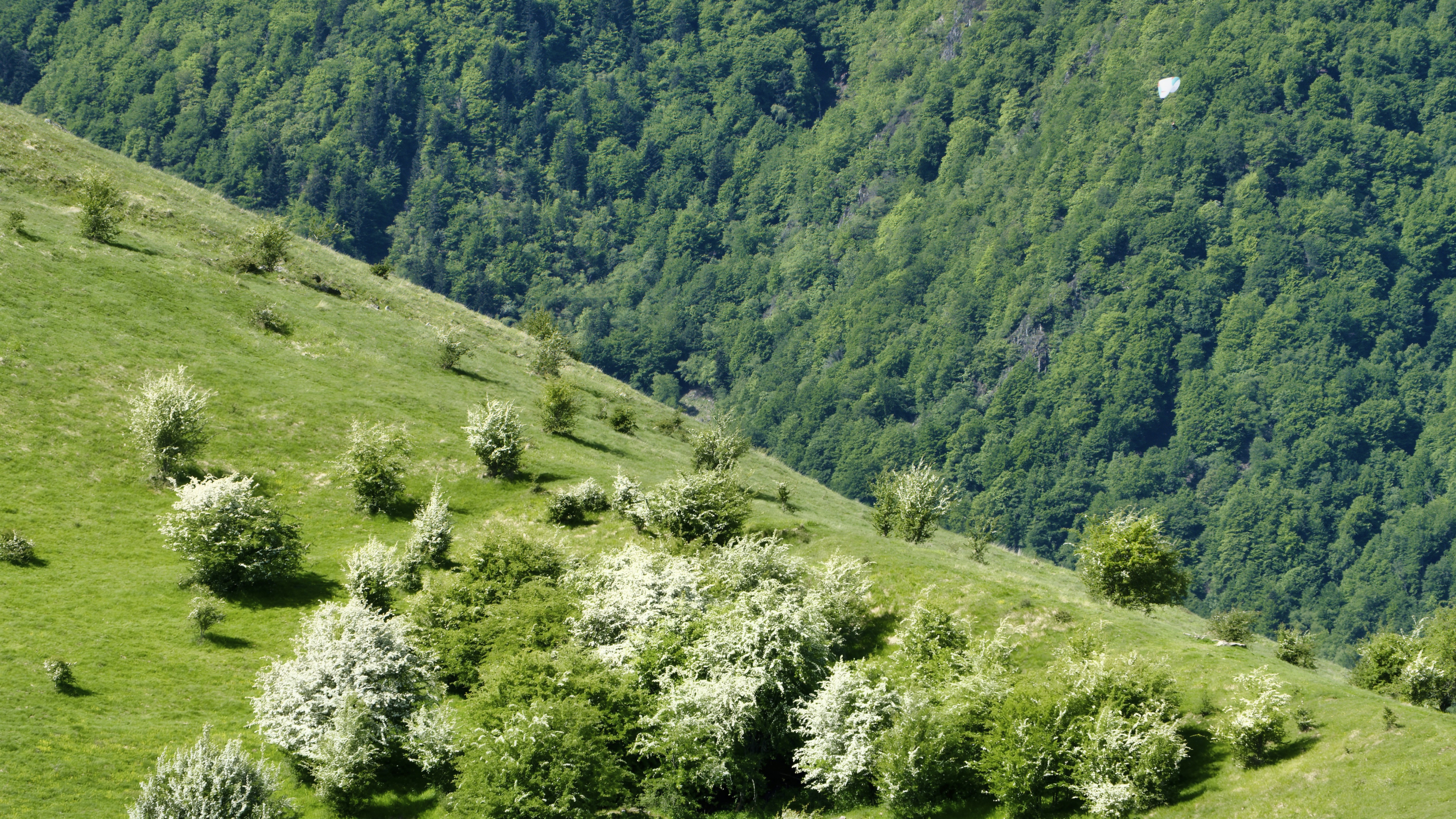 Rolling Green Slopes and Icing White Blossoms