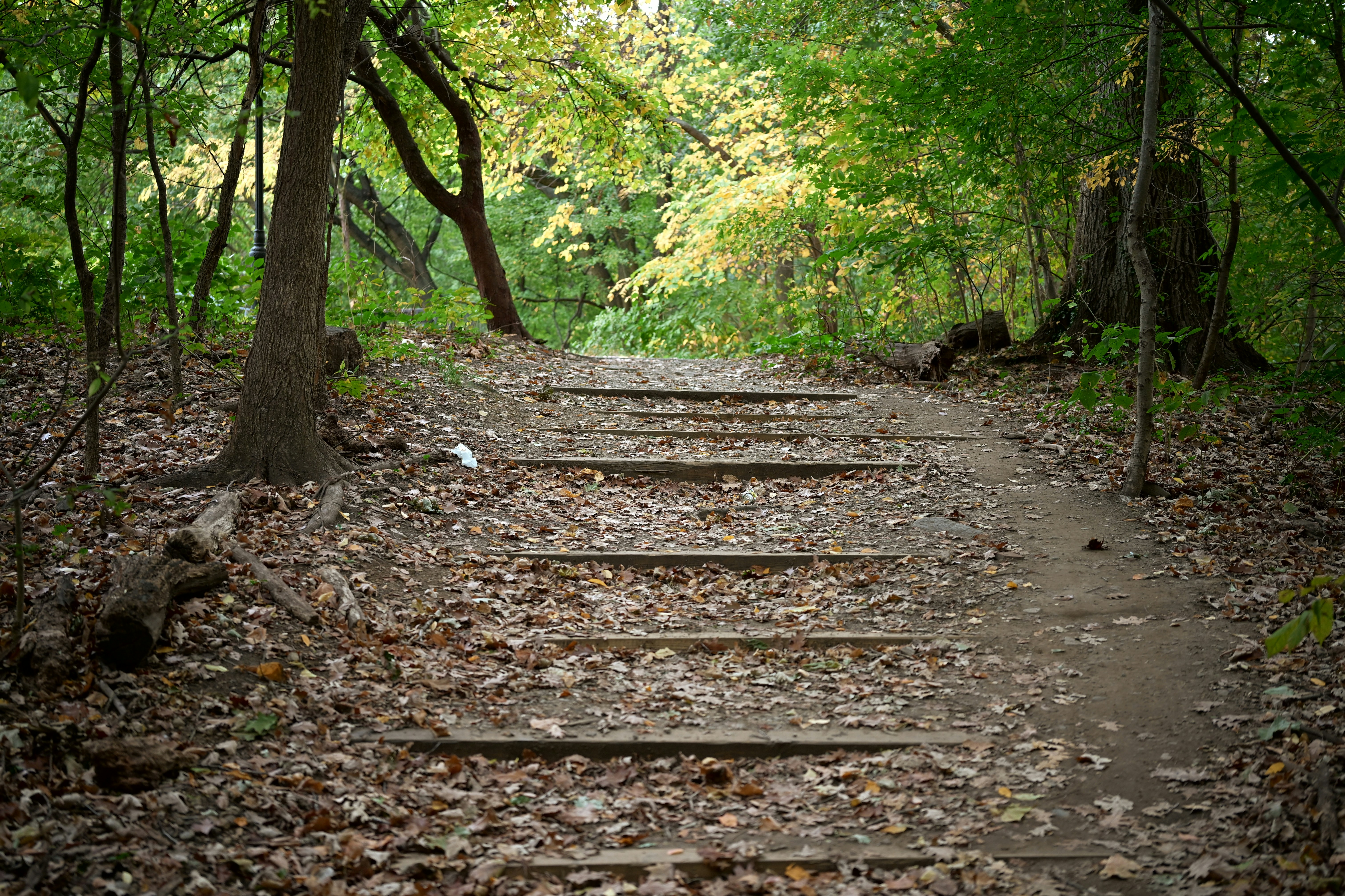 Forest Staircase: Steps Into the Quiet Light