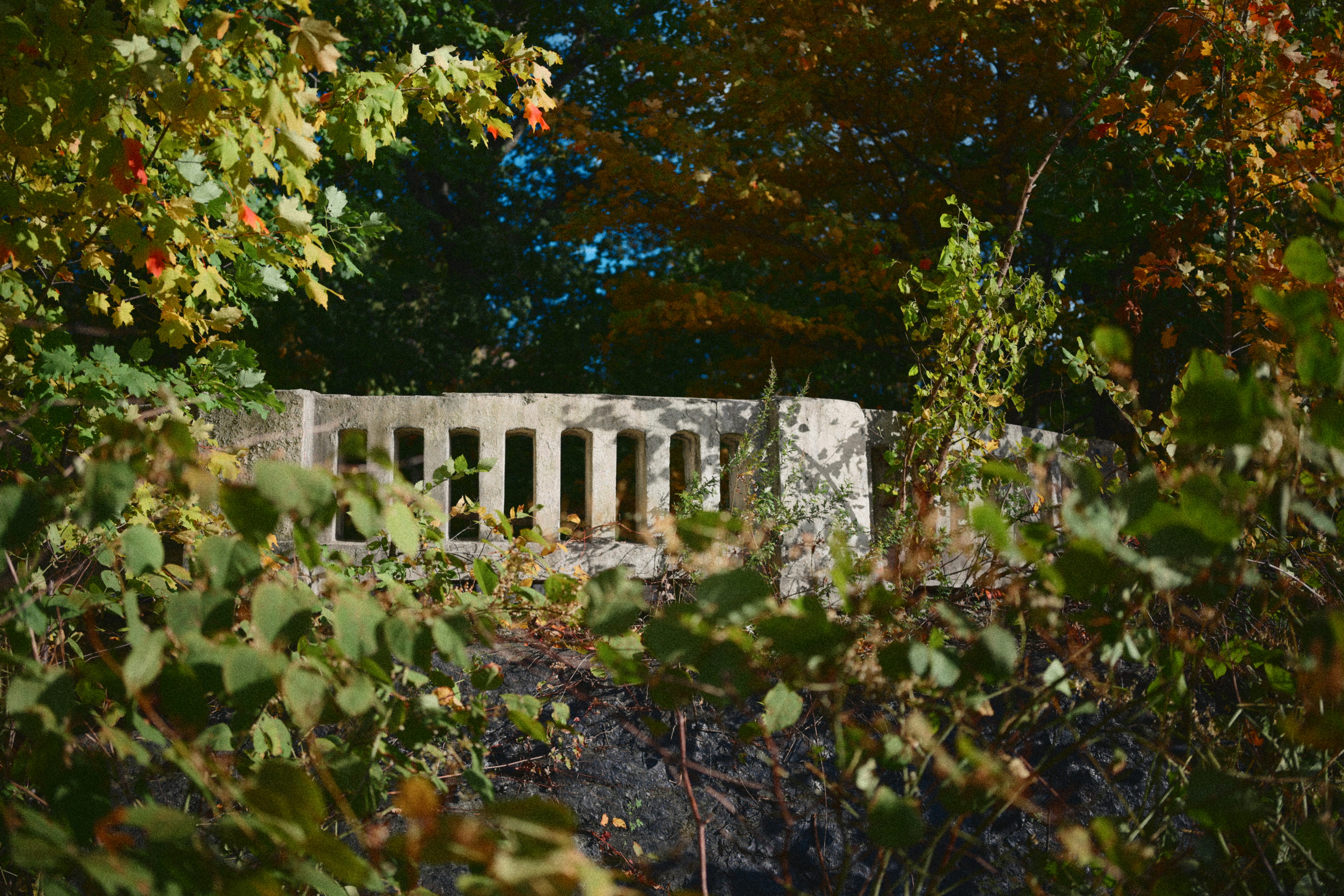 Overgrown Gatekeeper: A Quiet Corridor of Autumn Light