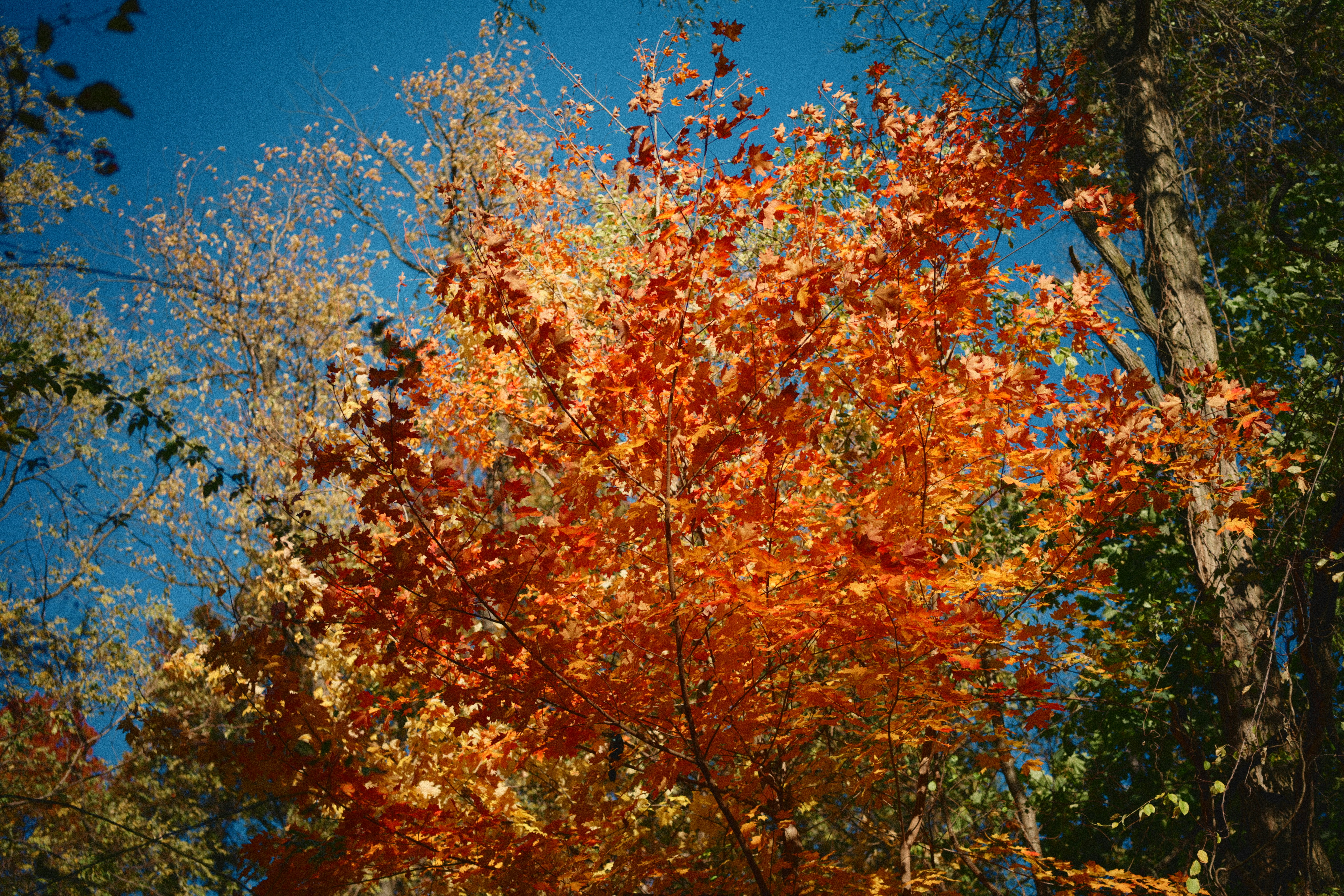 Autumn Canopy: Sunlit Maples against a Cerulean Sky