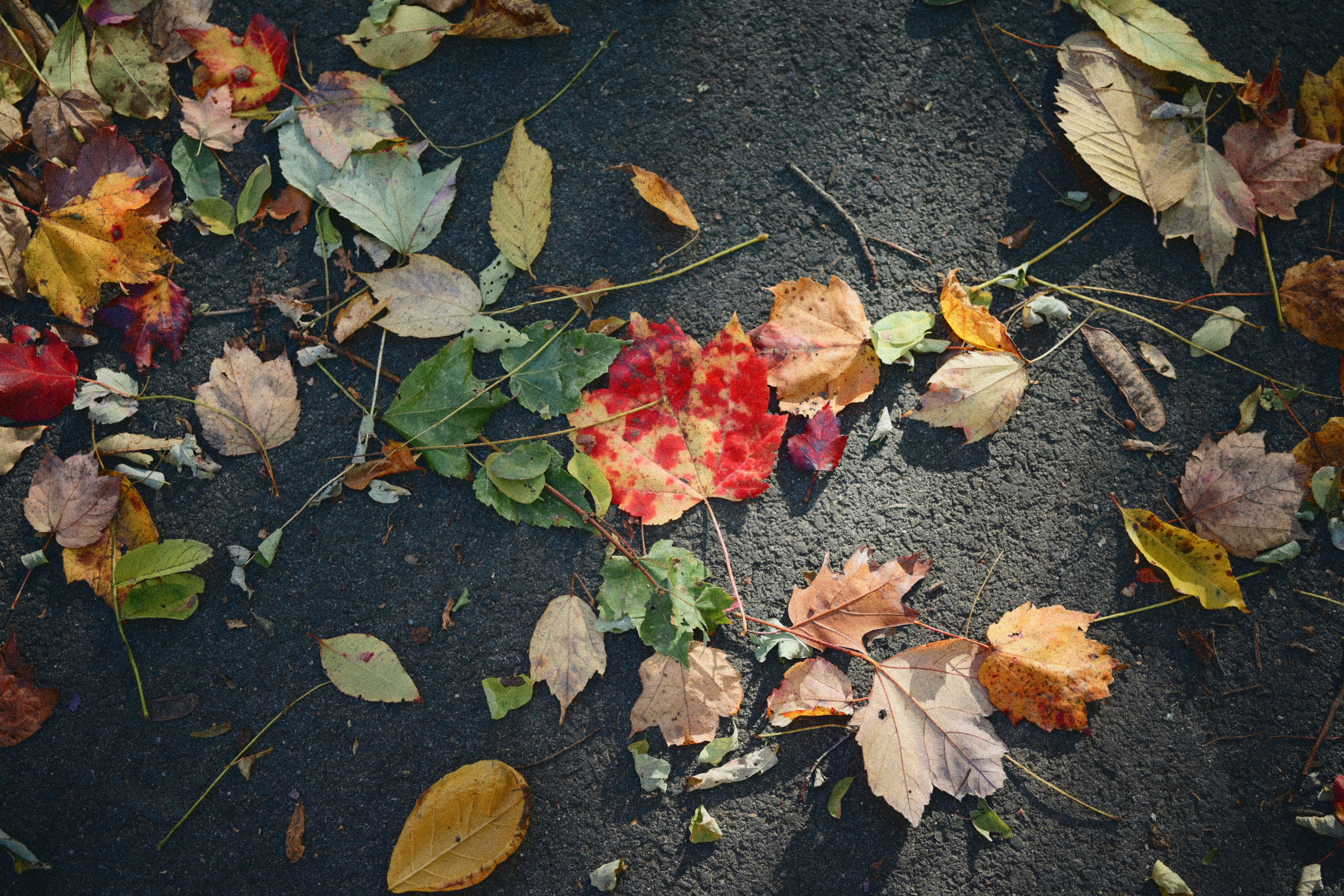 Autumn Mosaic: A Palette of Fallen Leaves Across a Dark Path