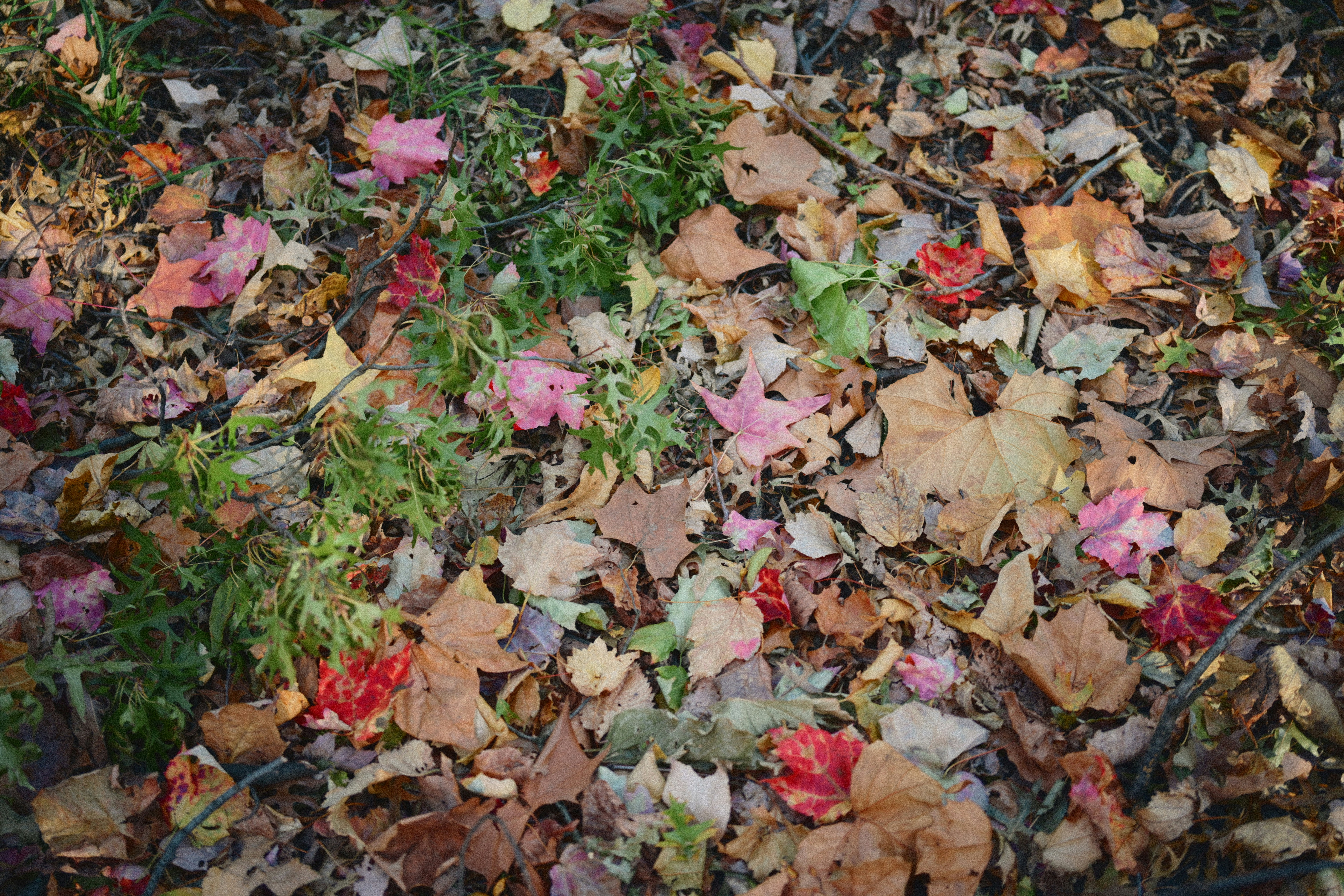 Autumn Carpet: Dustings of Color Among Fallen Leaves