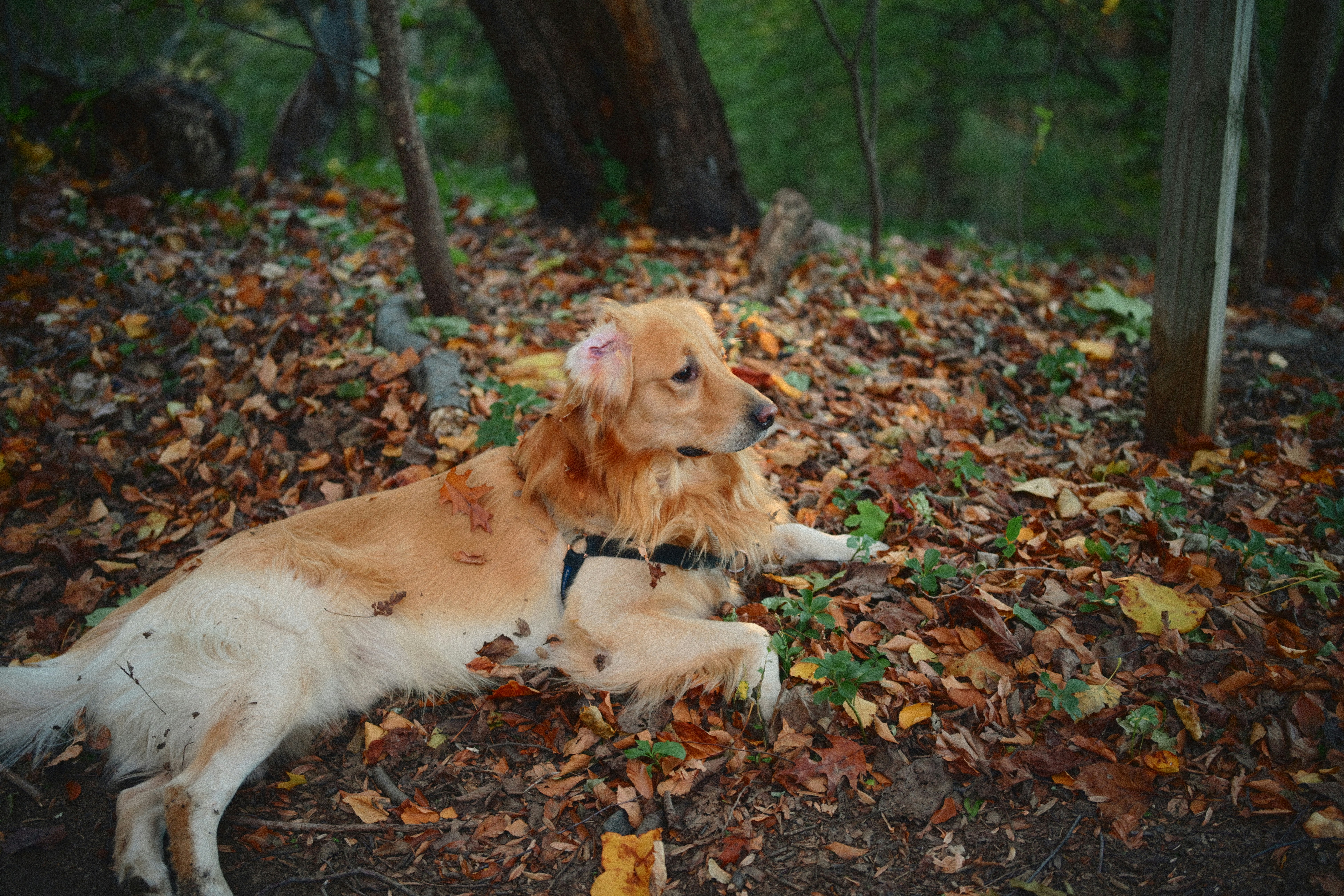 A golden retriever lies on autumn leaves in a forest.