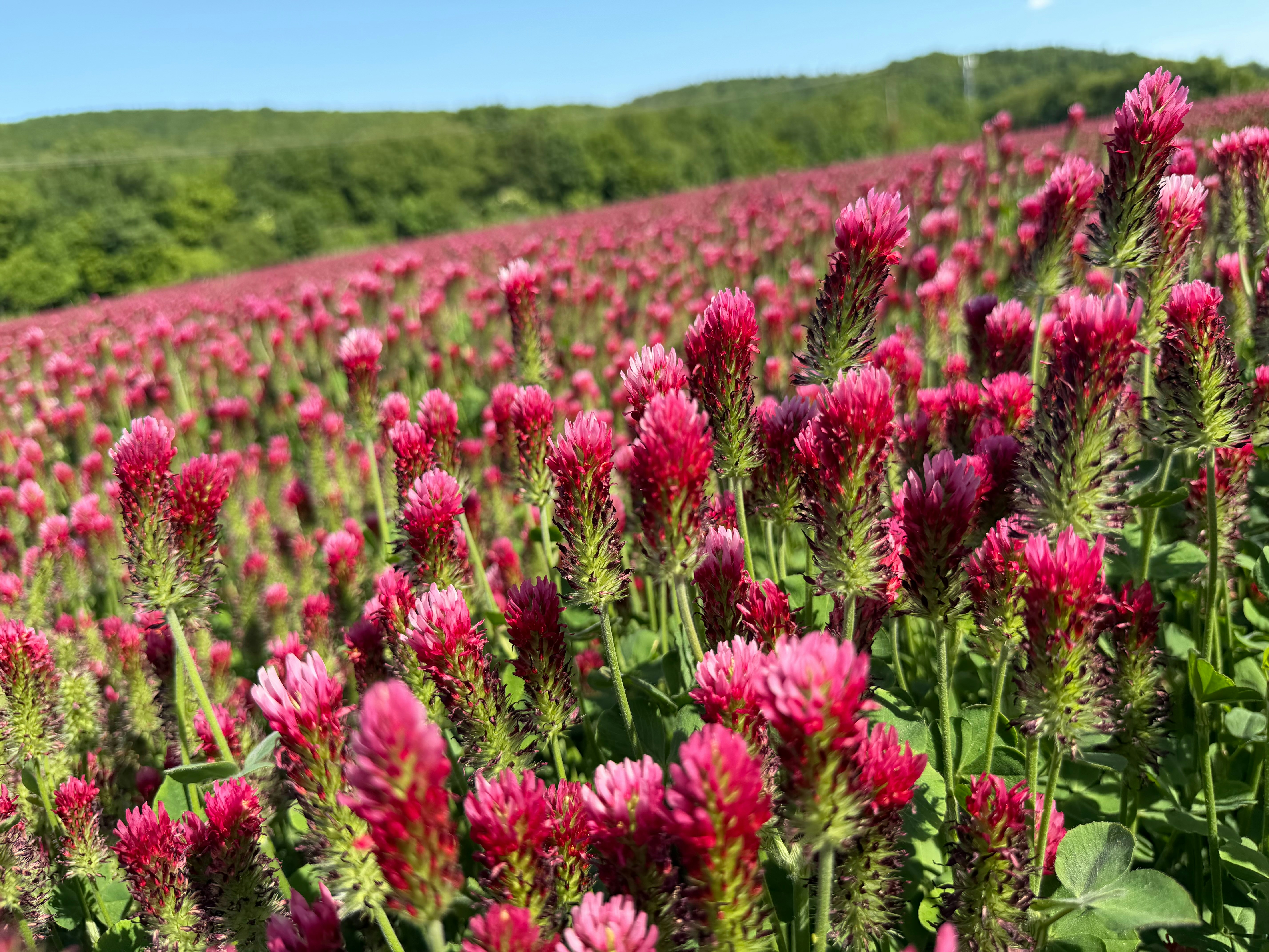 Scarlet Field of Spires: A Sea of Pink Bloomers under a Clear Blue Sky