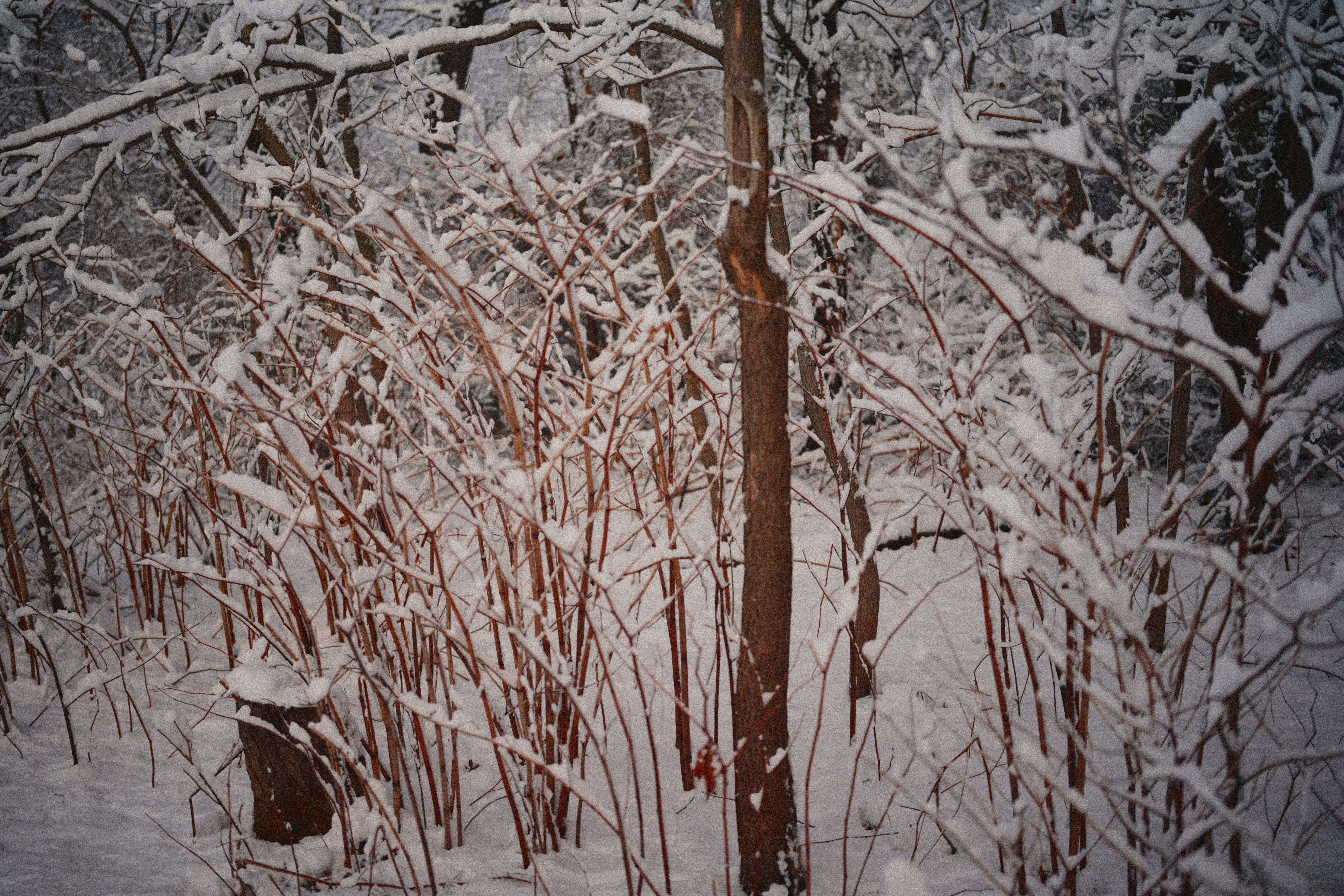 Snowbound Thicket: Vertical Stems Framed by Winter Light