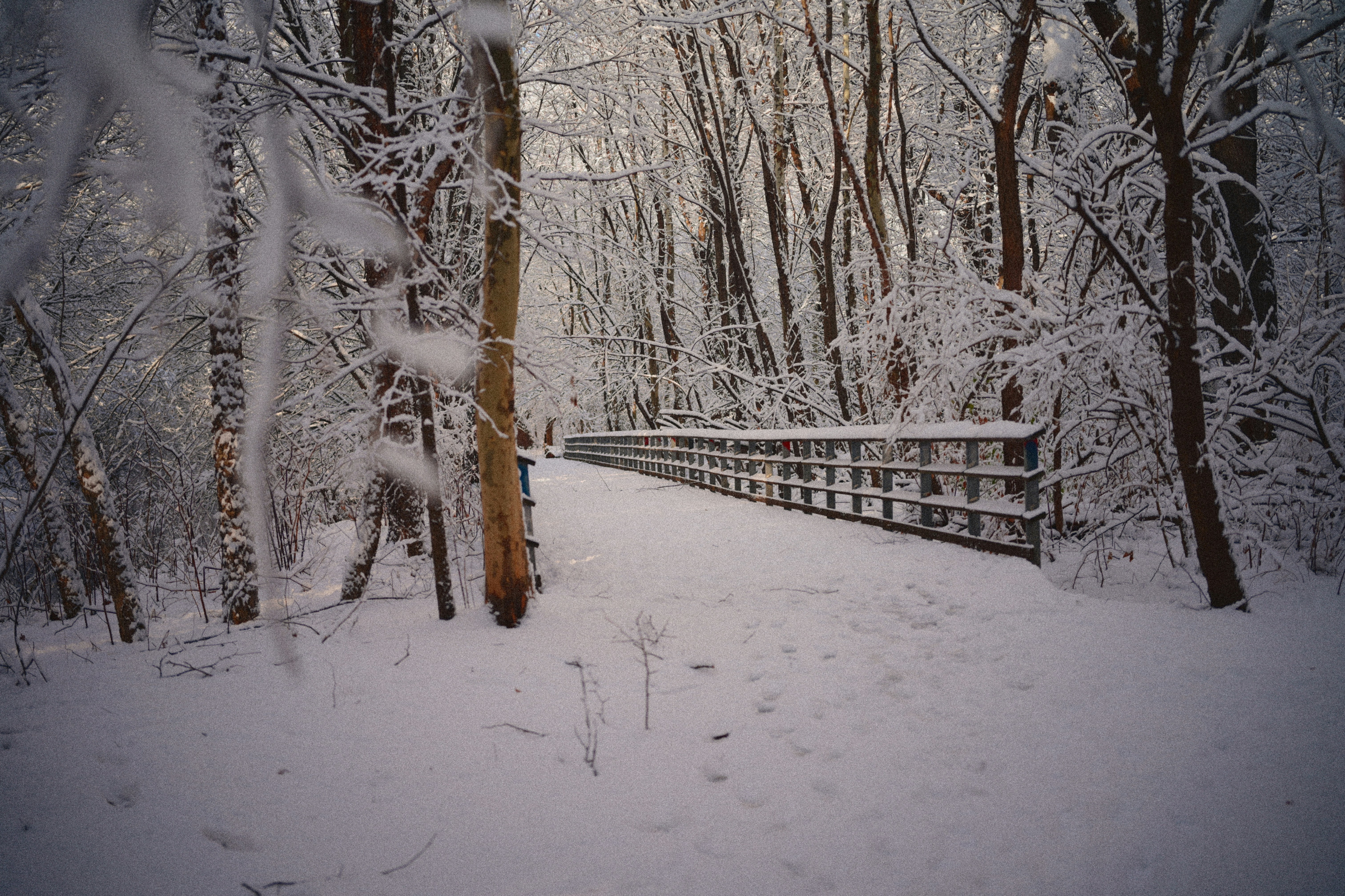 Snow-Laced Pathway Beneath Quiet Branches