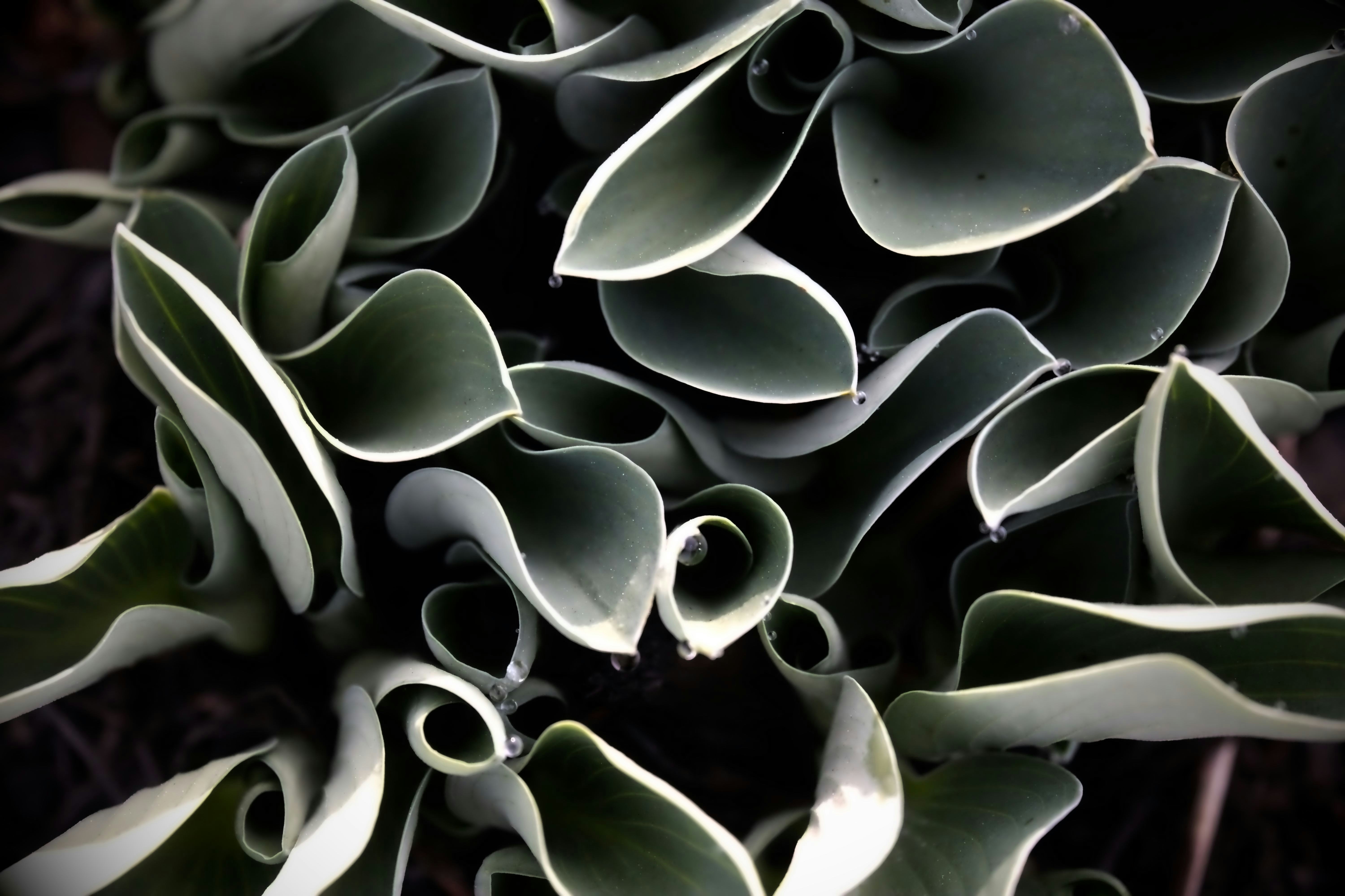 Curled Edges in a Sea of Succulent Green
