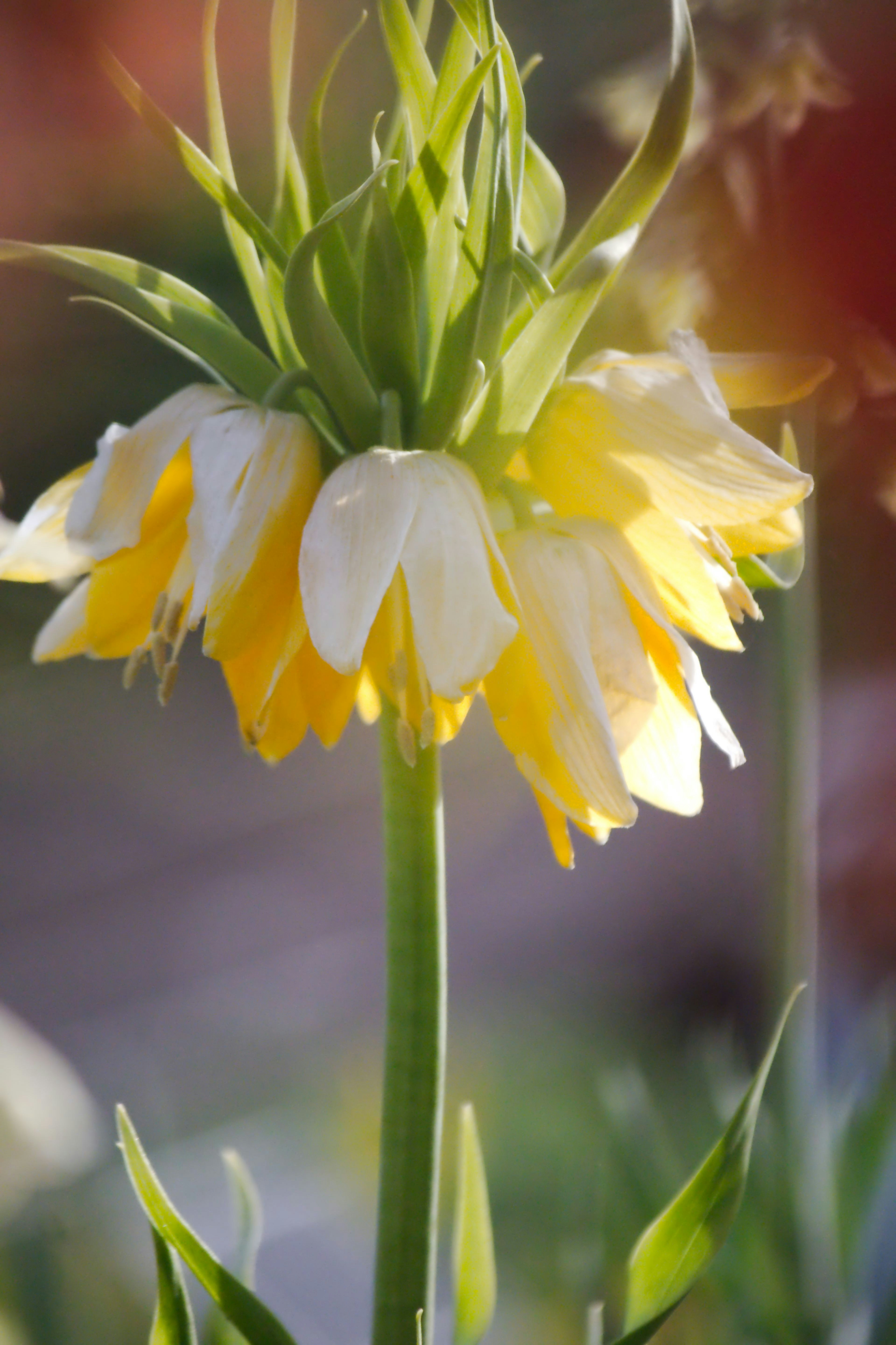 Yellow-dahlia bloom viewed from beneath with soft bokeh and warm light