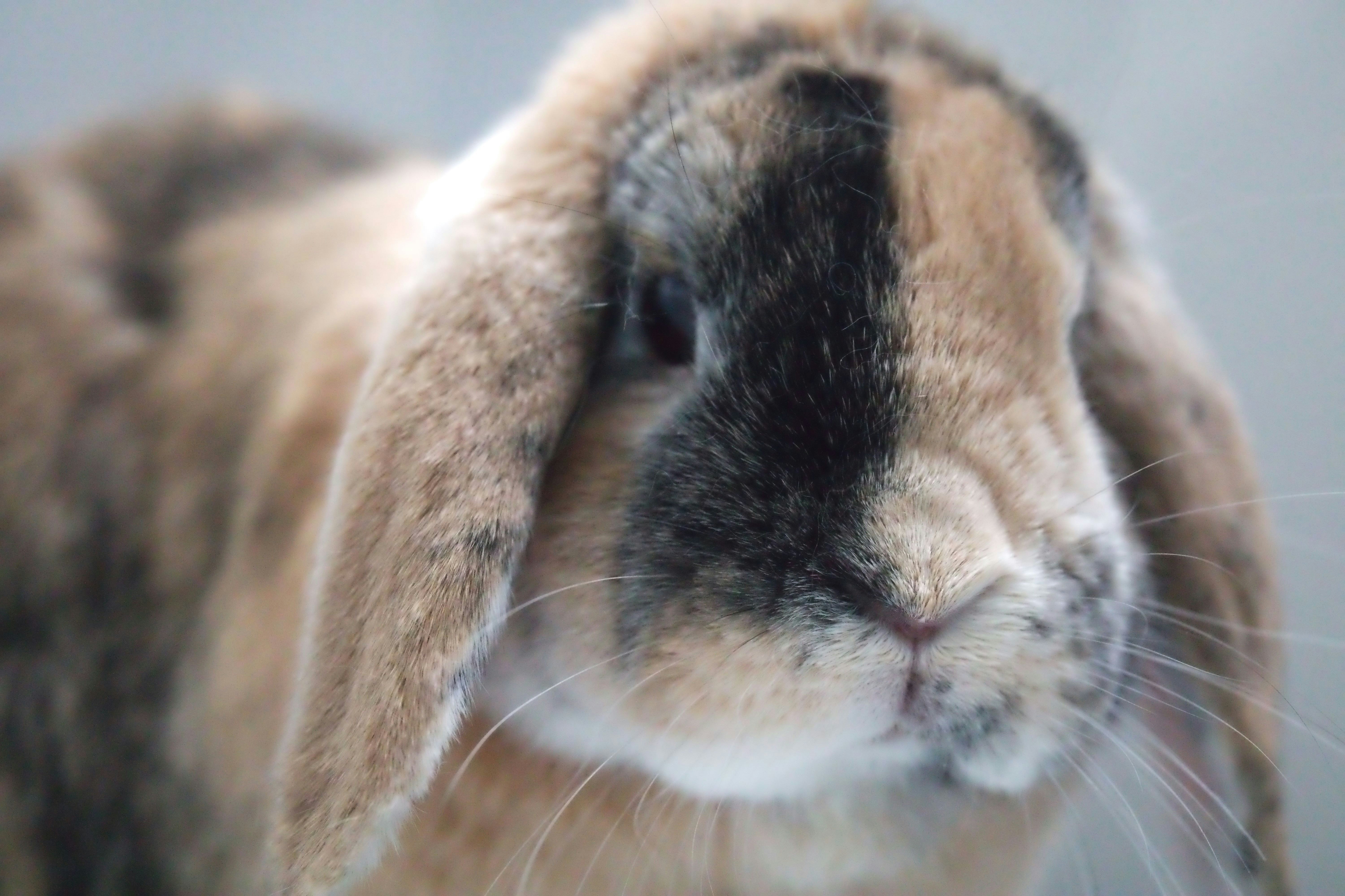Close-Up of a Gentle Bunny: Soft Fur, Dark Eye, and Floppy Ears