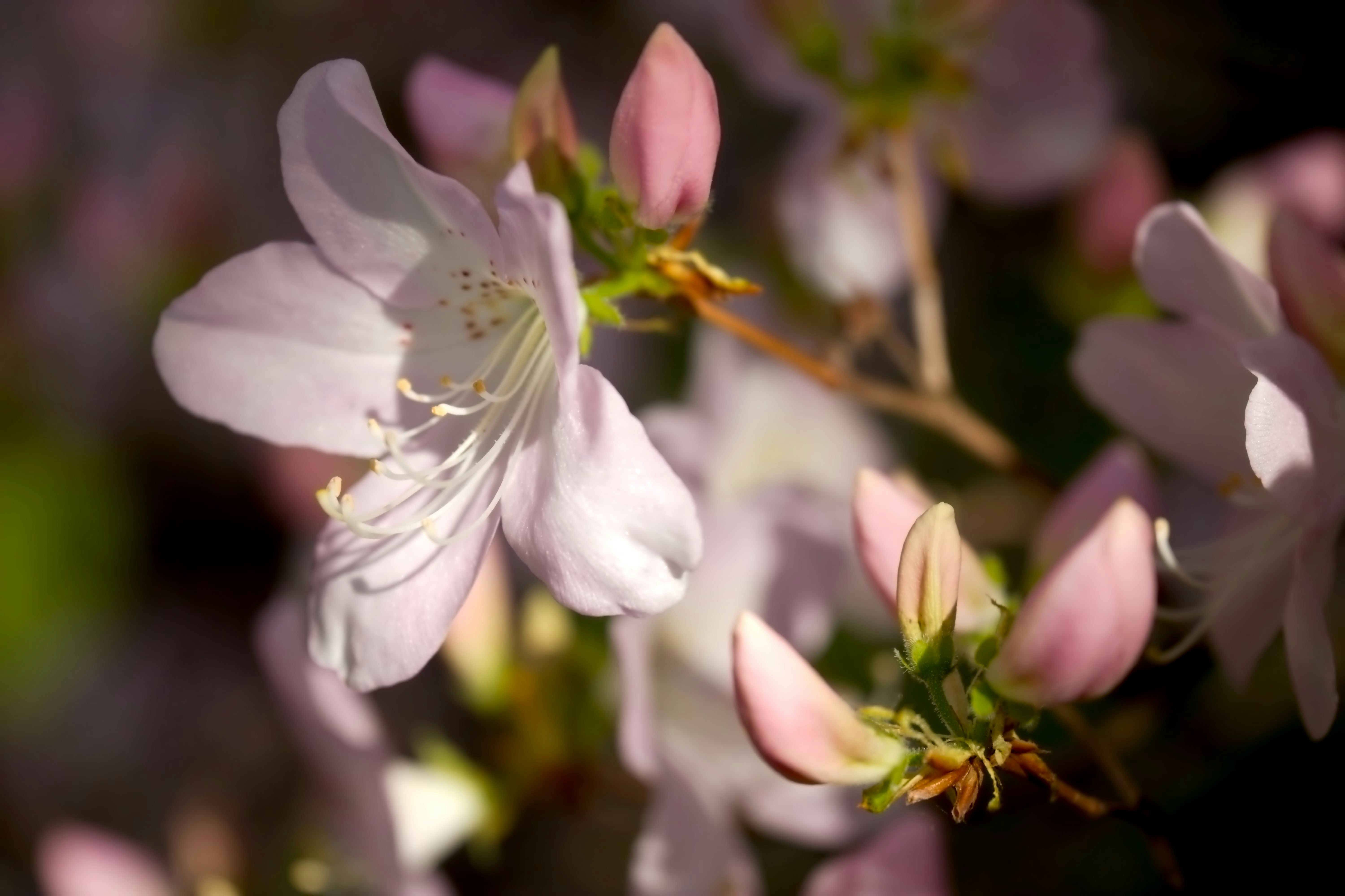 Blossom in Soft Focus: Central Orchid Petals in Gentle Light