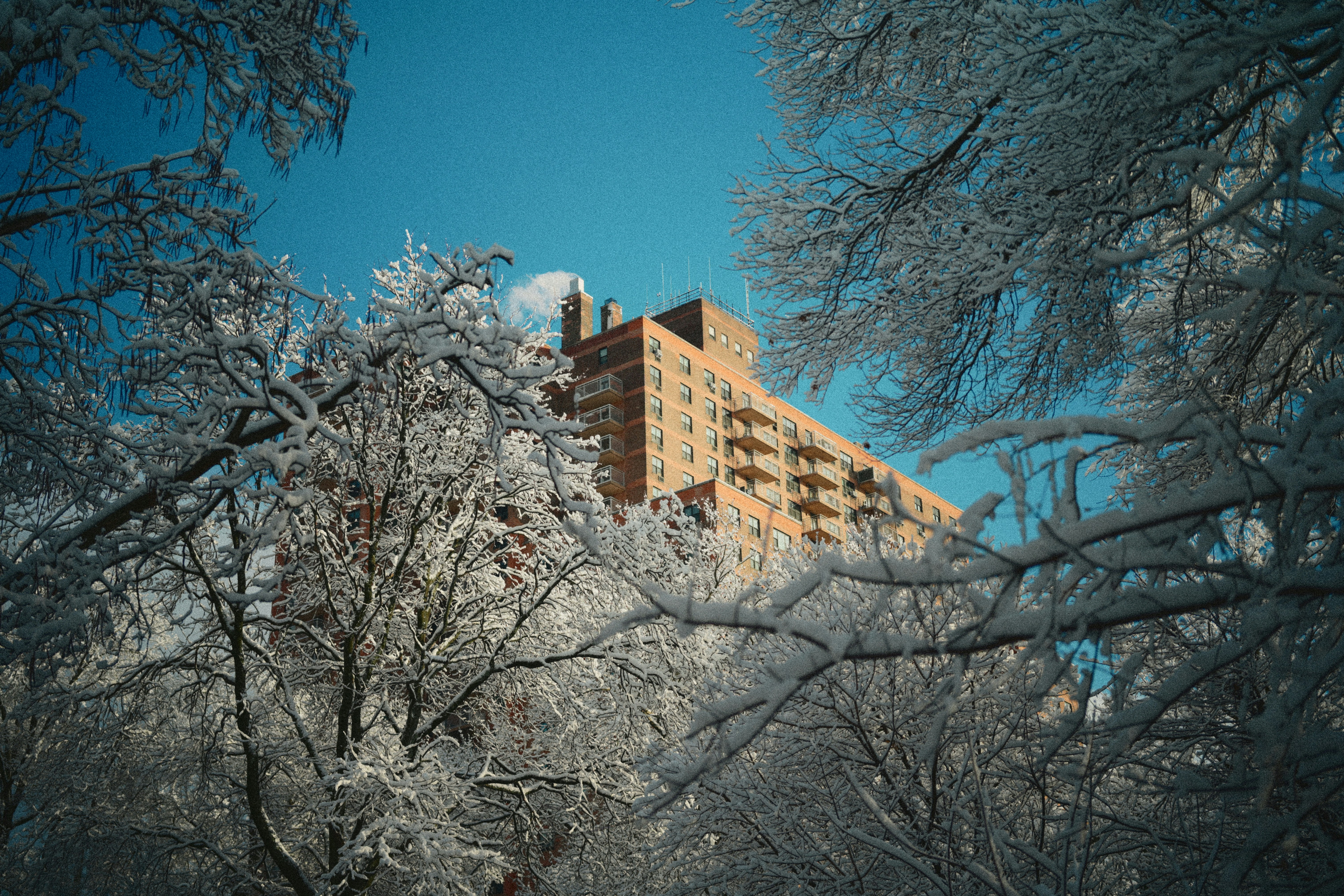 Snowy branches frame a building against a bright blue sky.
