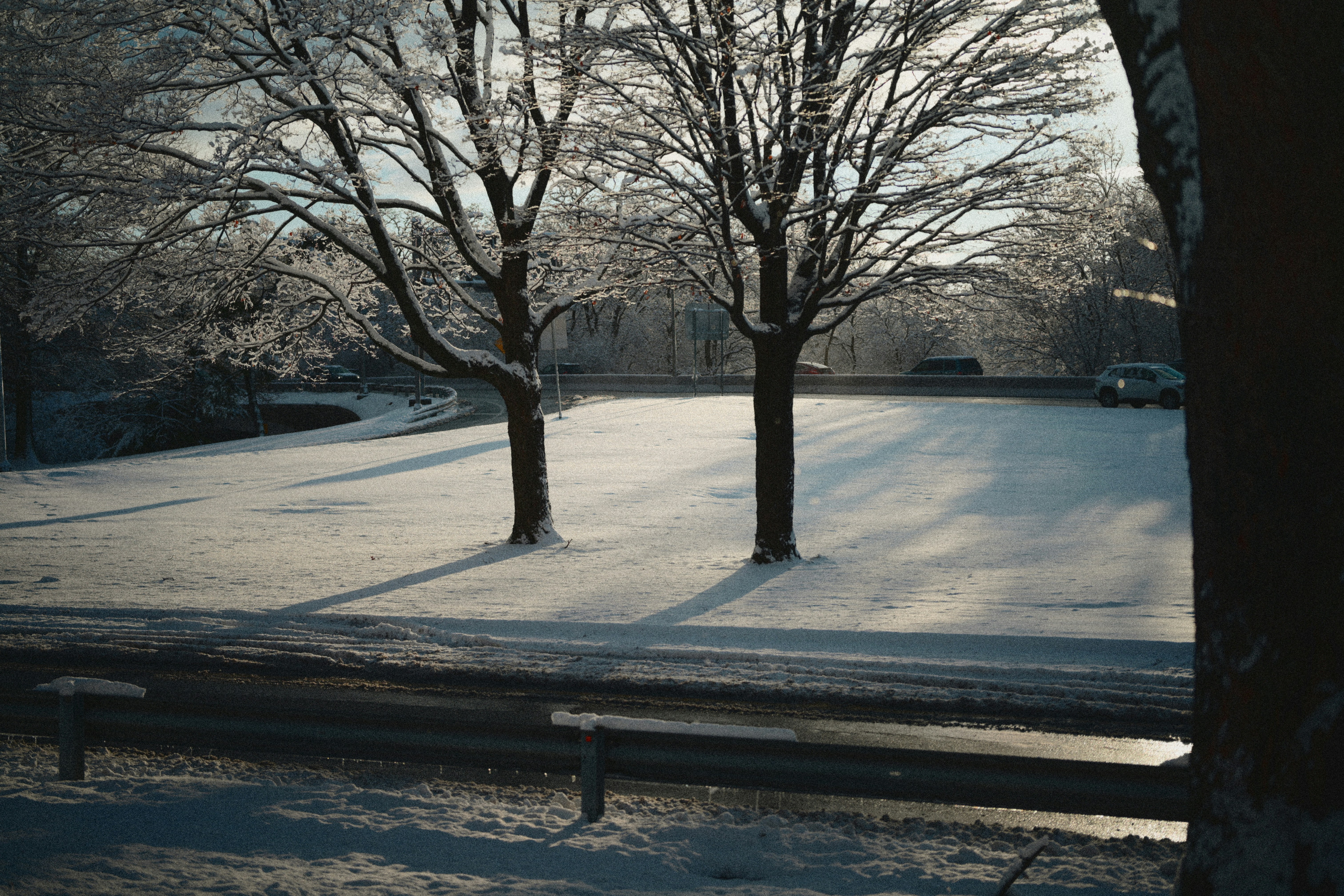 Sunlit Snow: Long Shadows Cast by Winter Trees