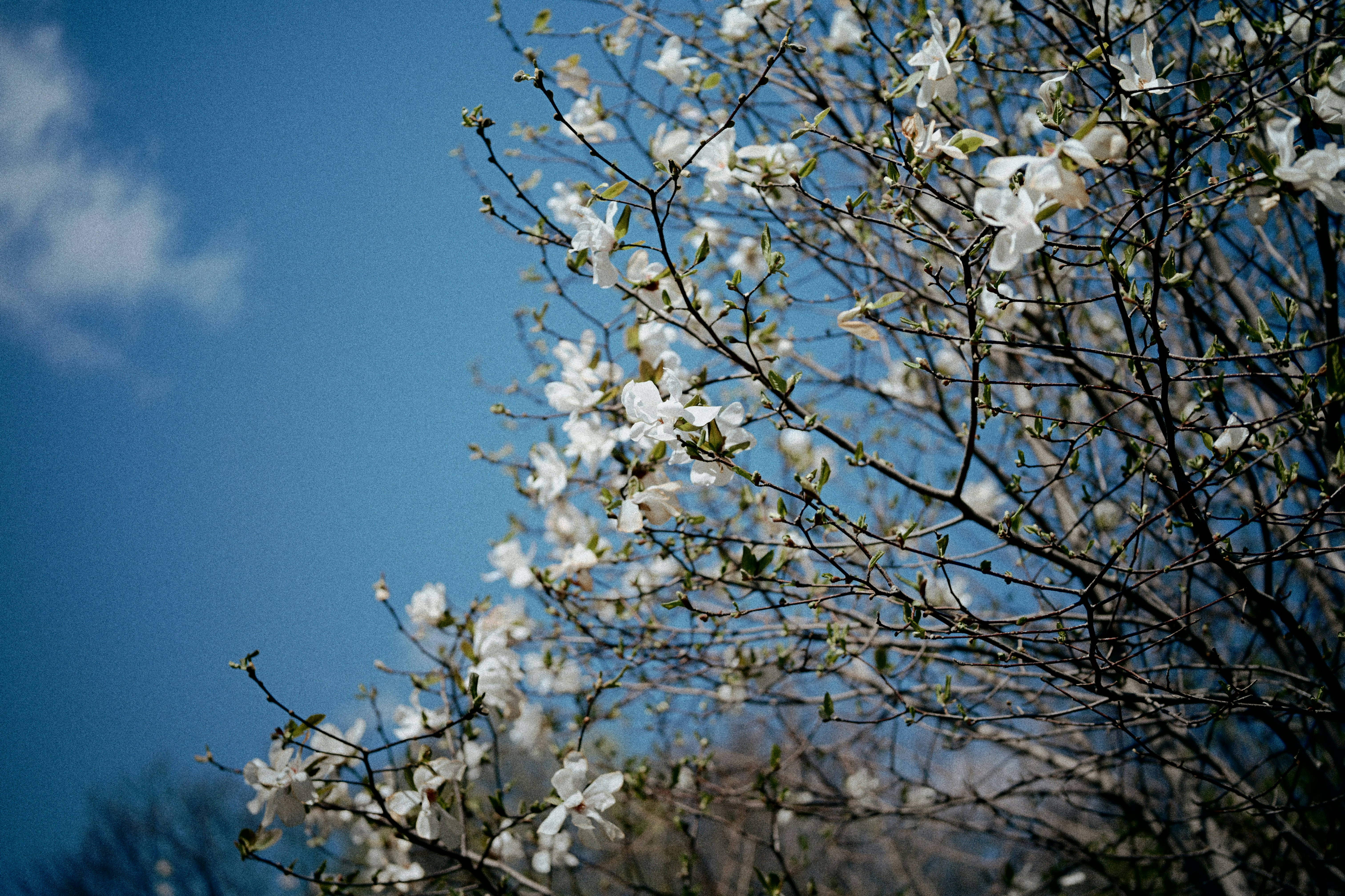 Spring Bloom Framed Against a Bright Sky