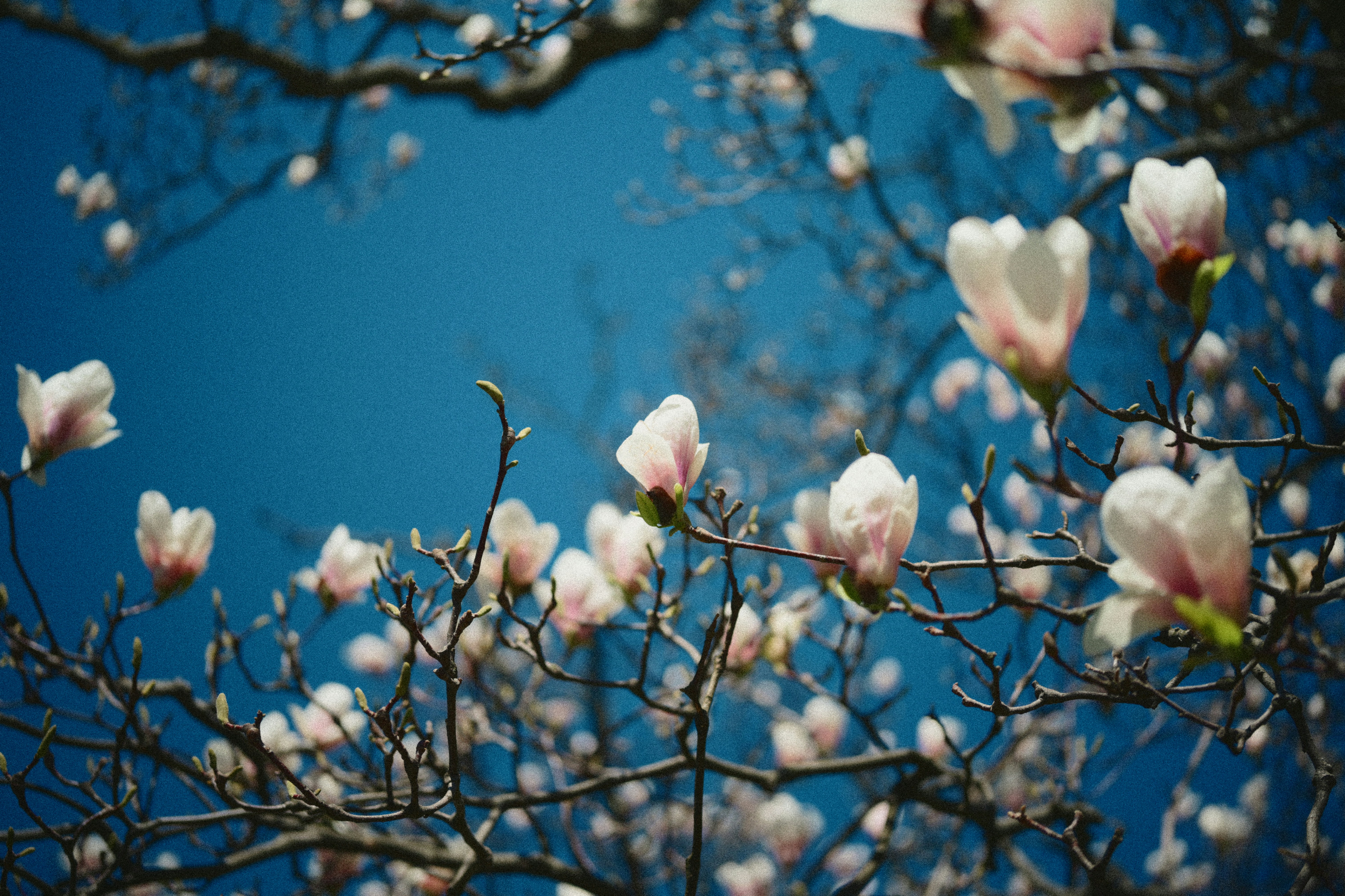 Blossoms Reaching Toward a Clear Sky