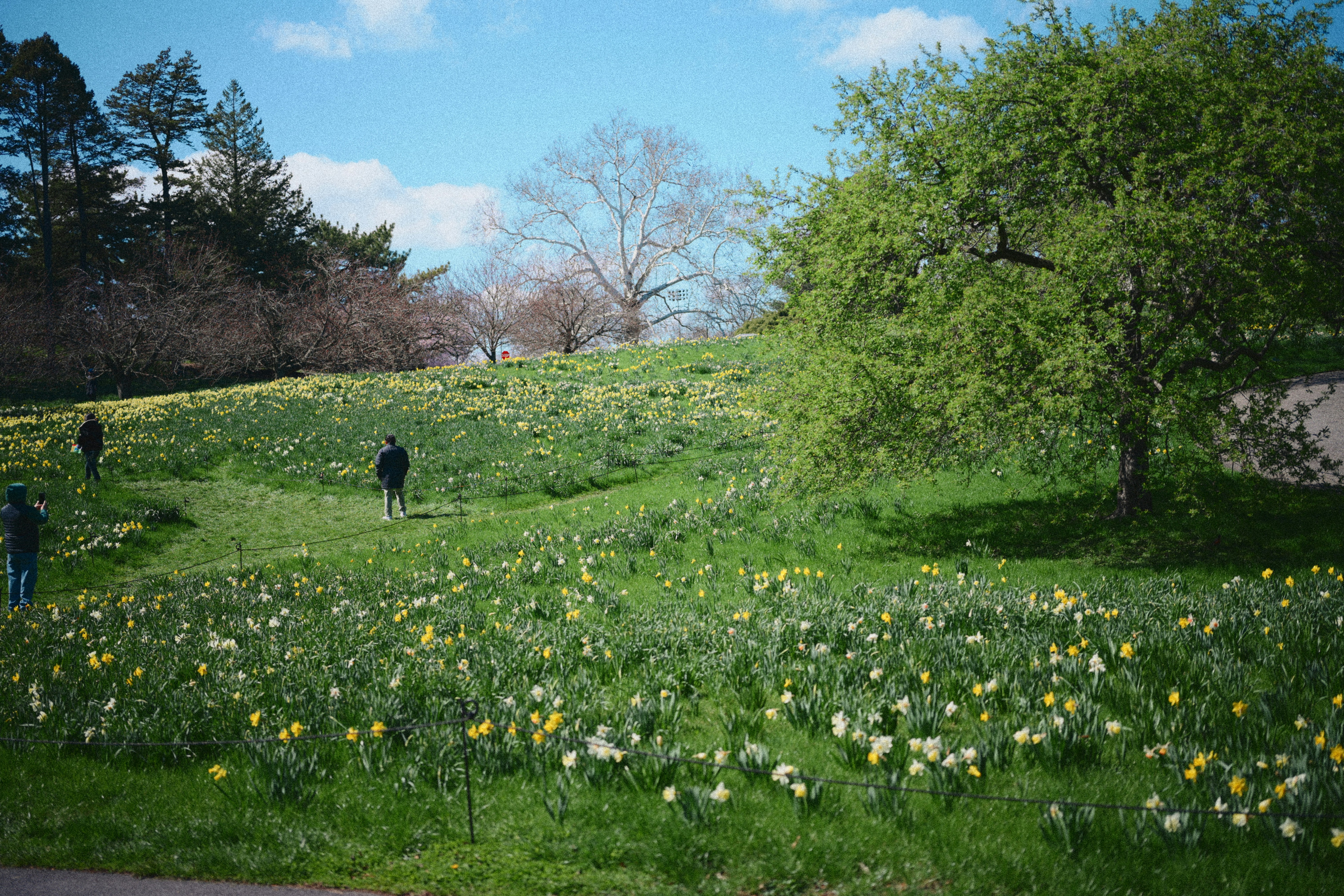 Dappled Field Walk: A Sunlit Spring Meadow Under a Brimming Canopy