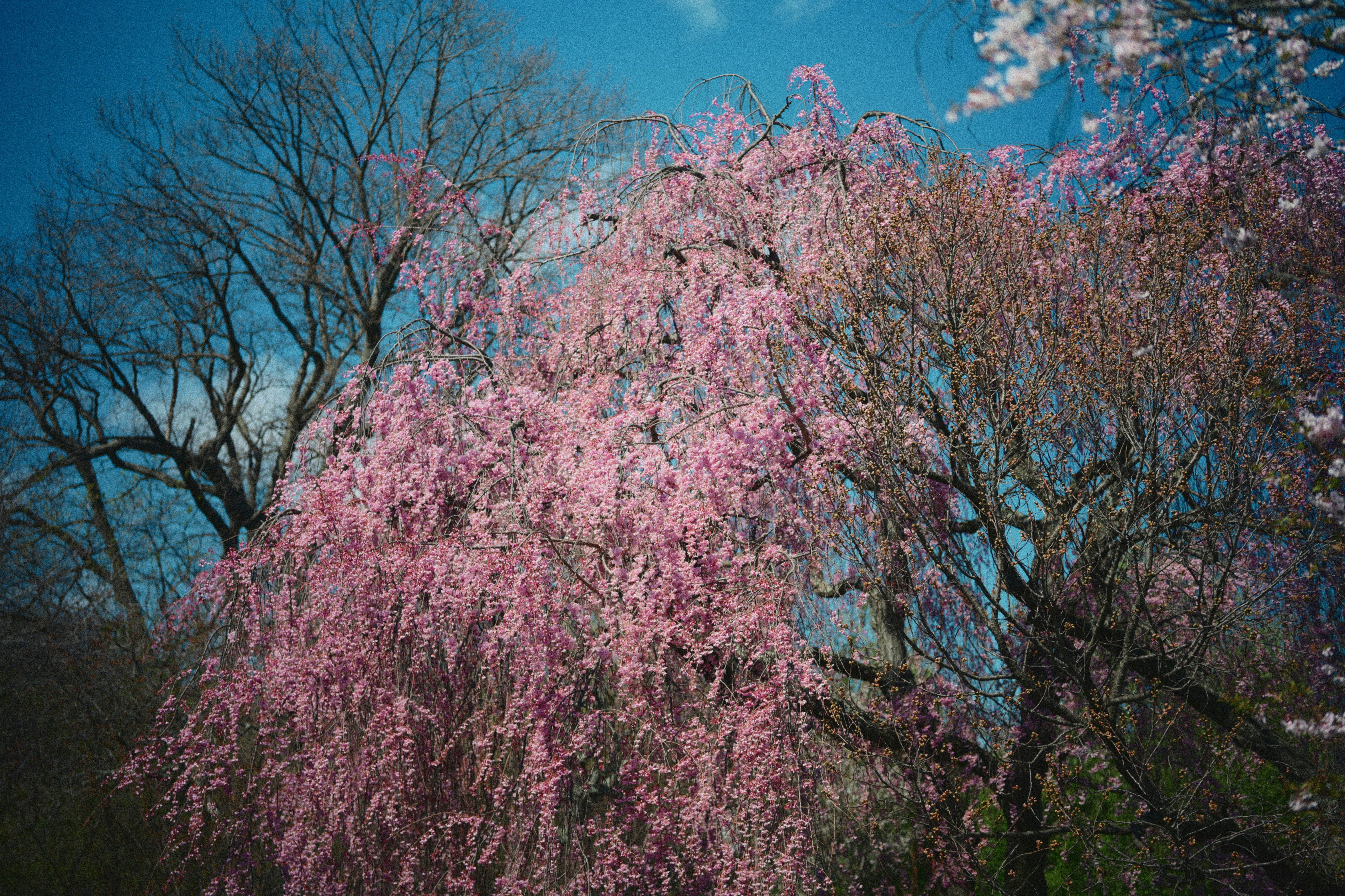 Blossom Canopy Under a Clear Spring Sky