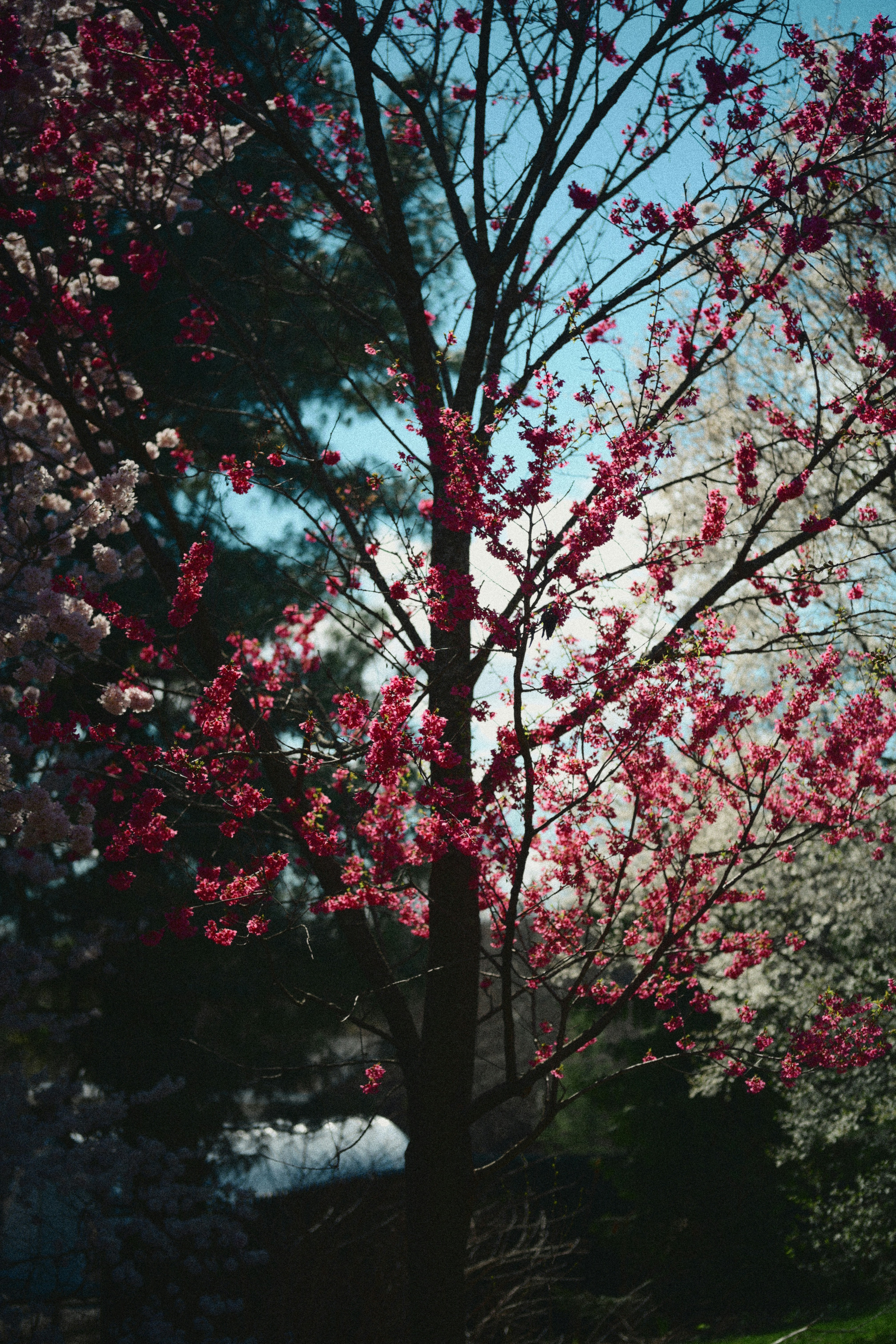 Blossoms Against a Velvet Sky