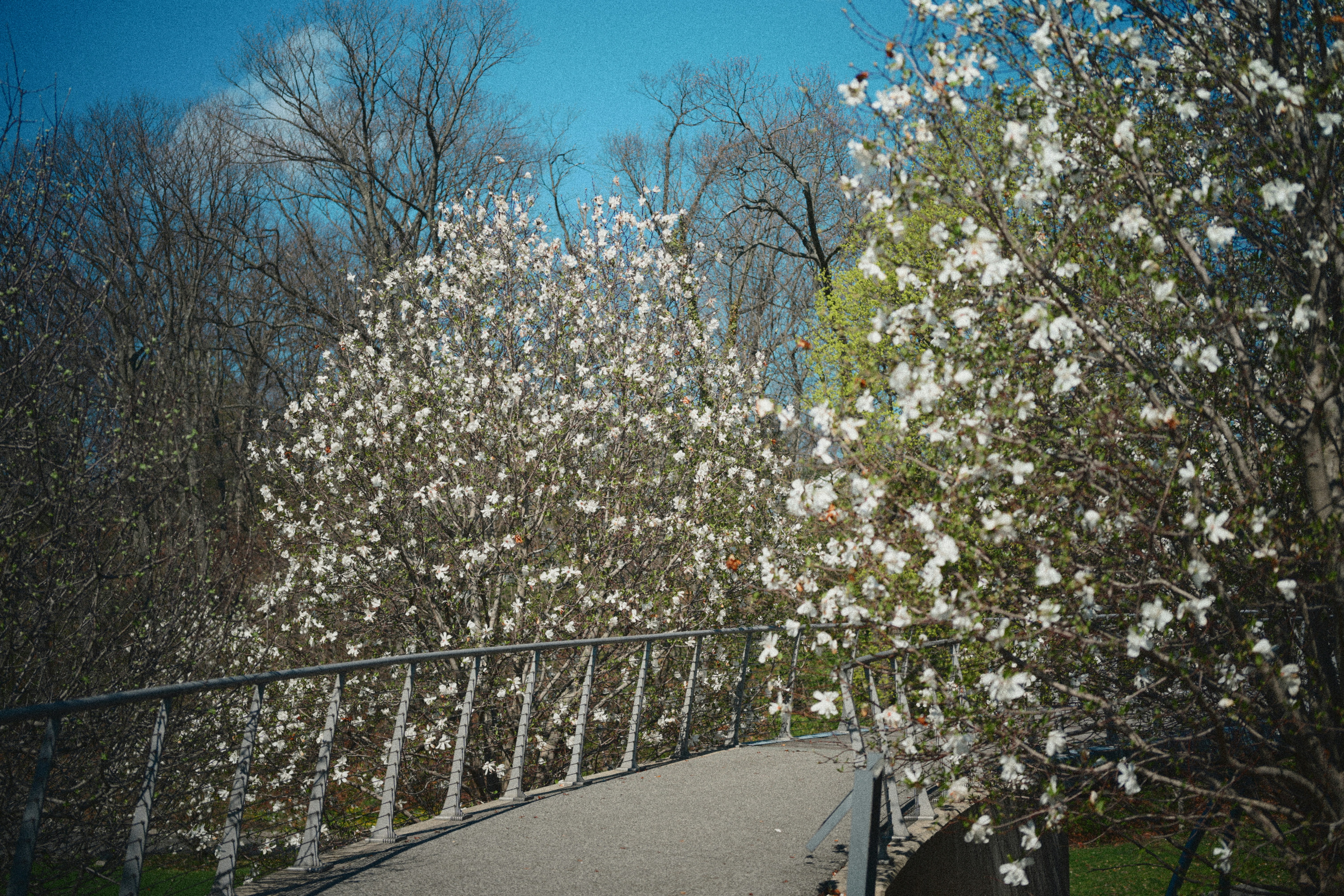 Blooming Approach: A Gentle Arc of White Flowers Over a Riverside Path