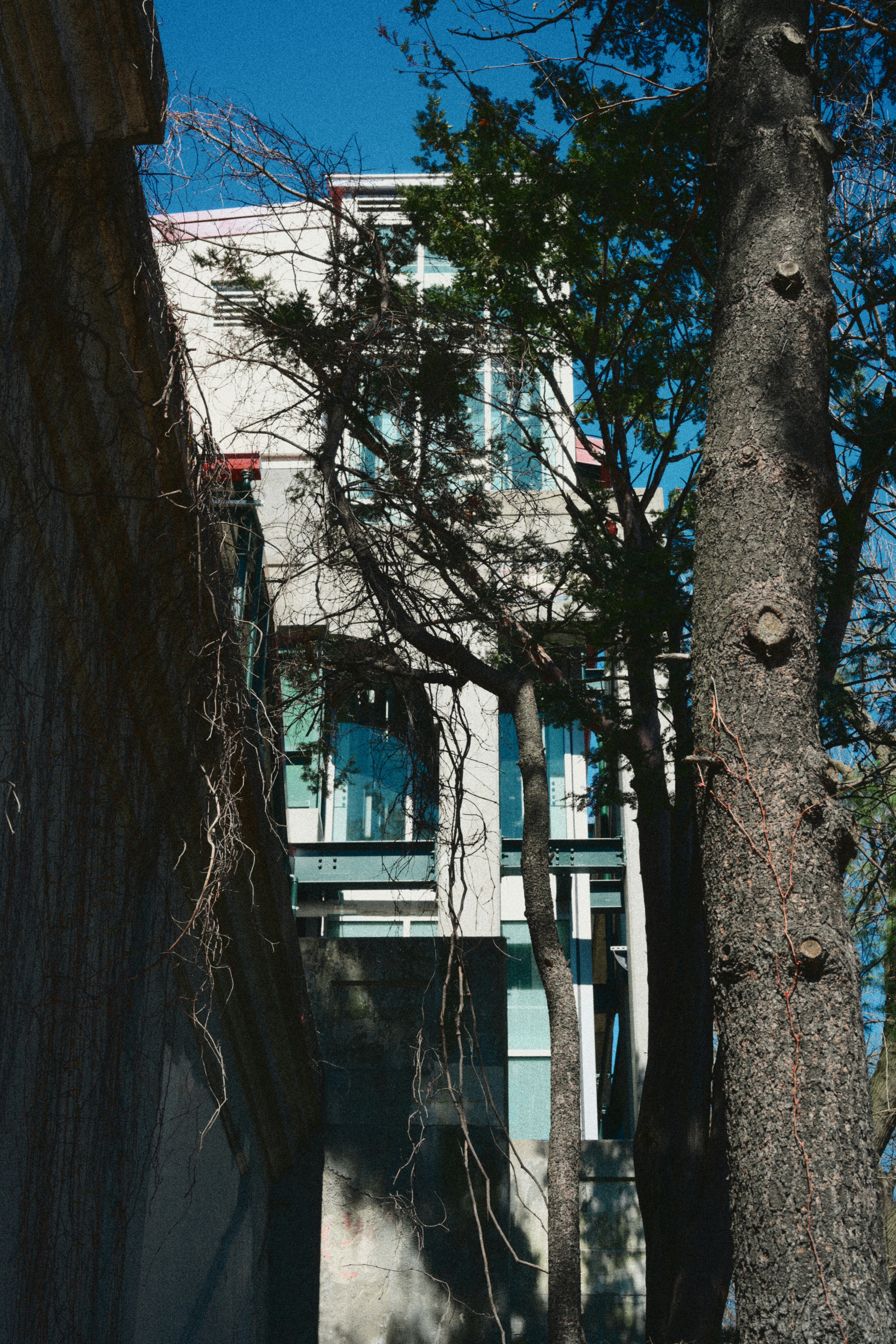 Vertical Garden Behind Glass and Timber: Urban Architecture Framed by Trees
