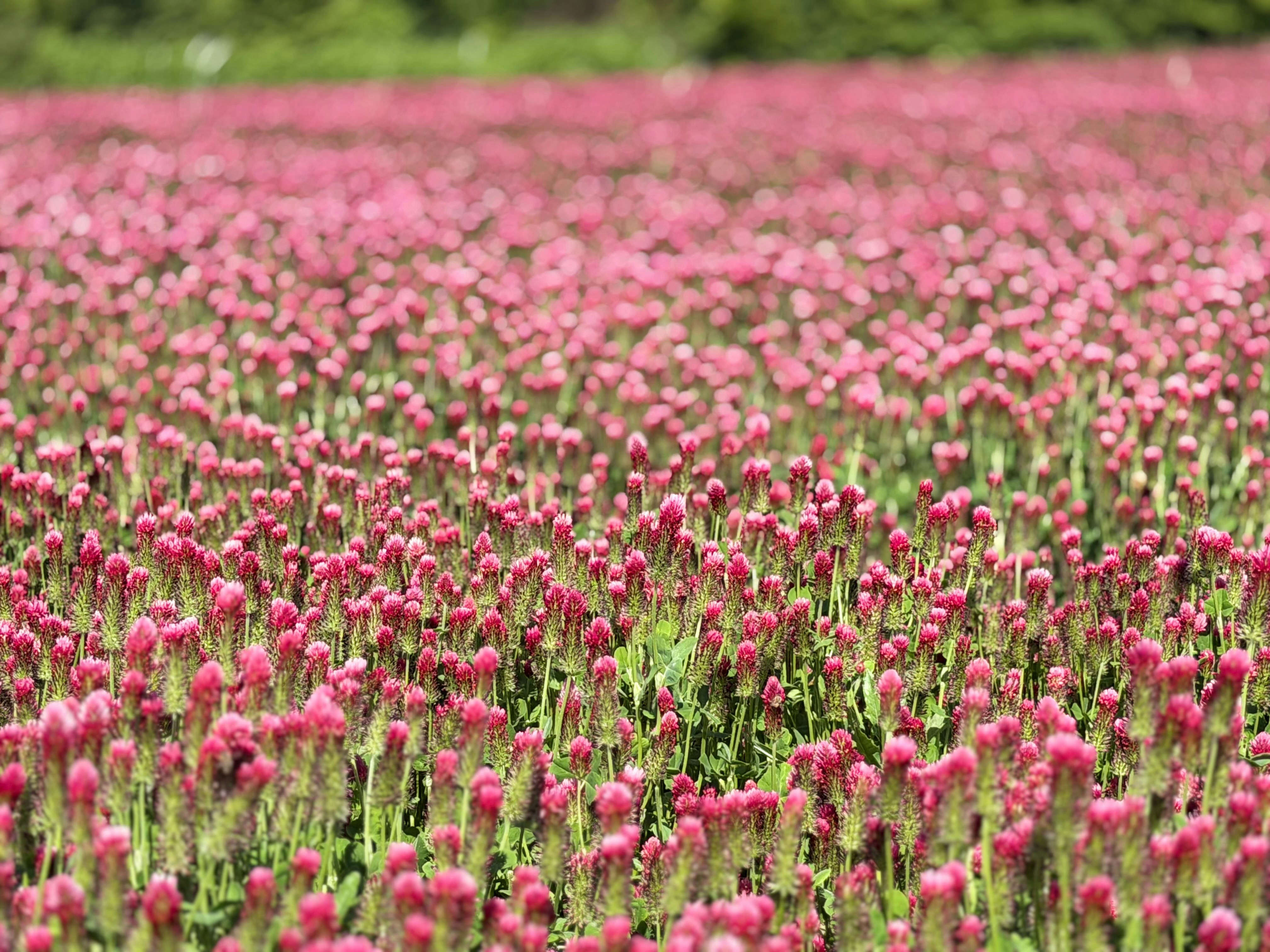 Sea of Pink Heads: A Vast Field of Echiums in Bloom