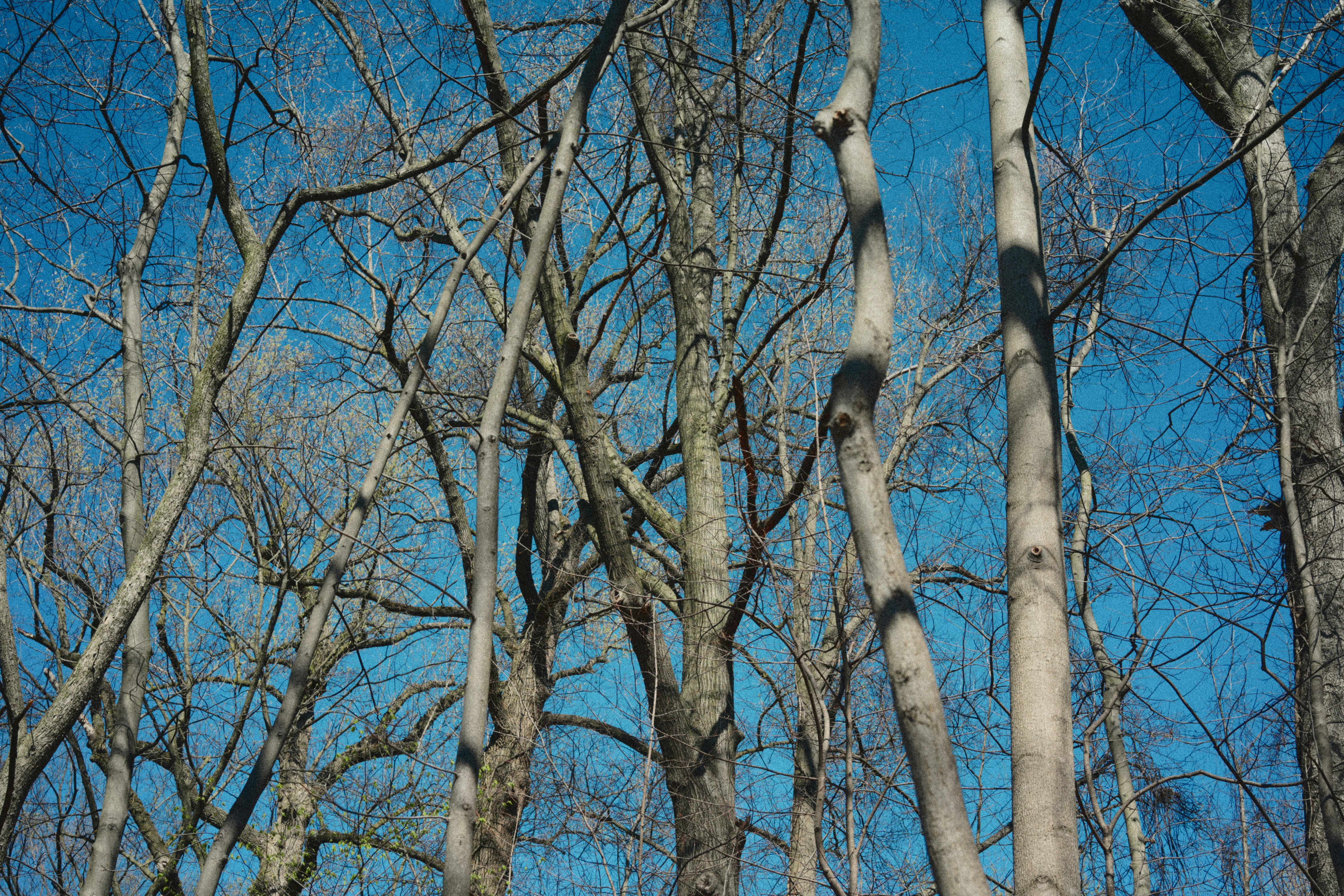 Vertical Forest: Branches Reaching Toward a Blue Sky