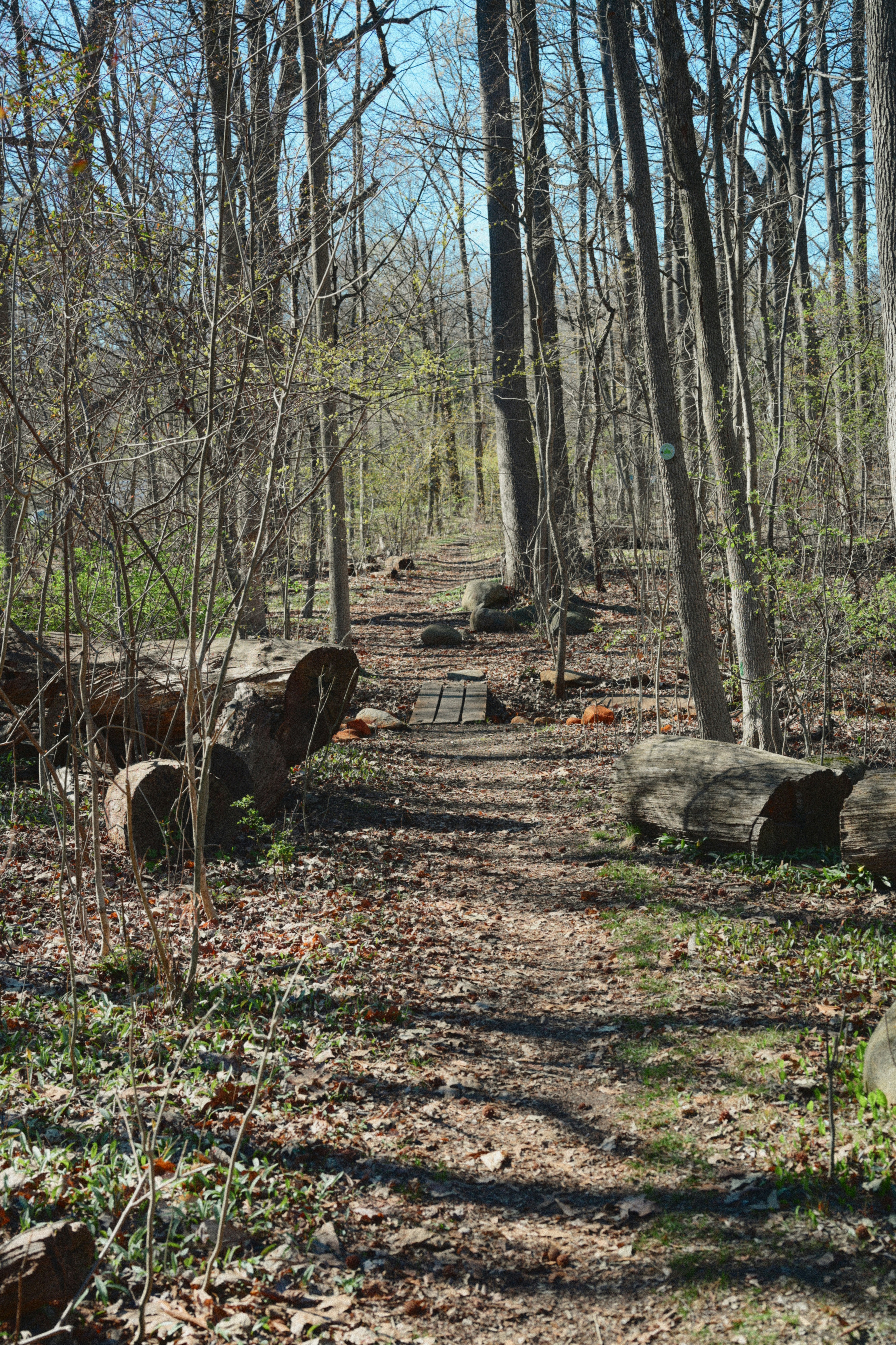 Sunlit Footpath Through Log-Lined Pines