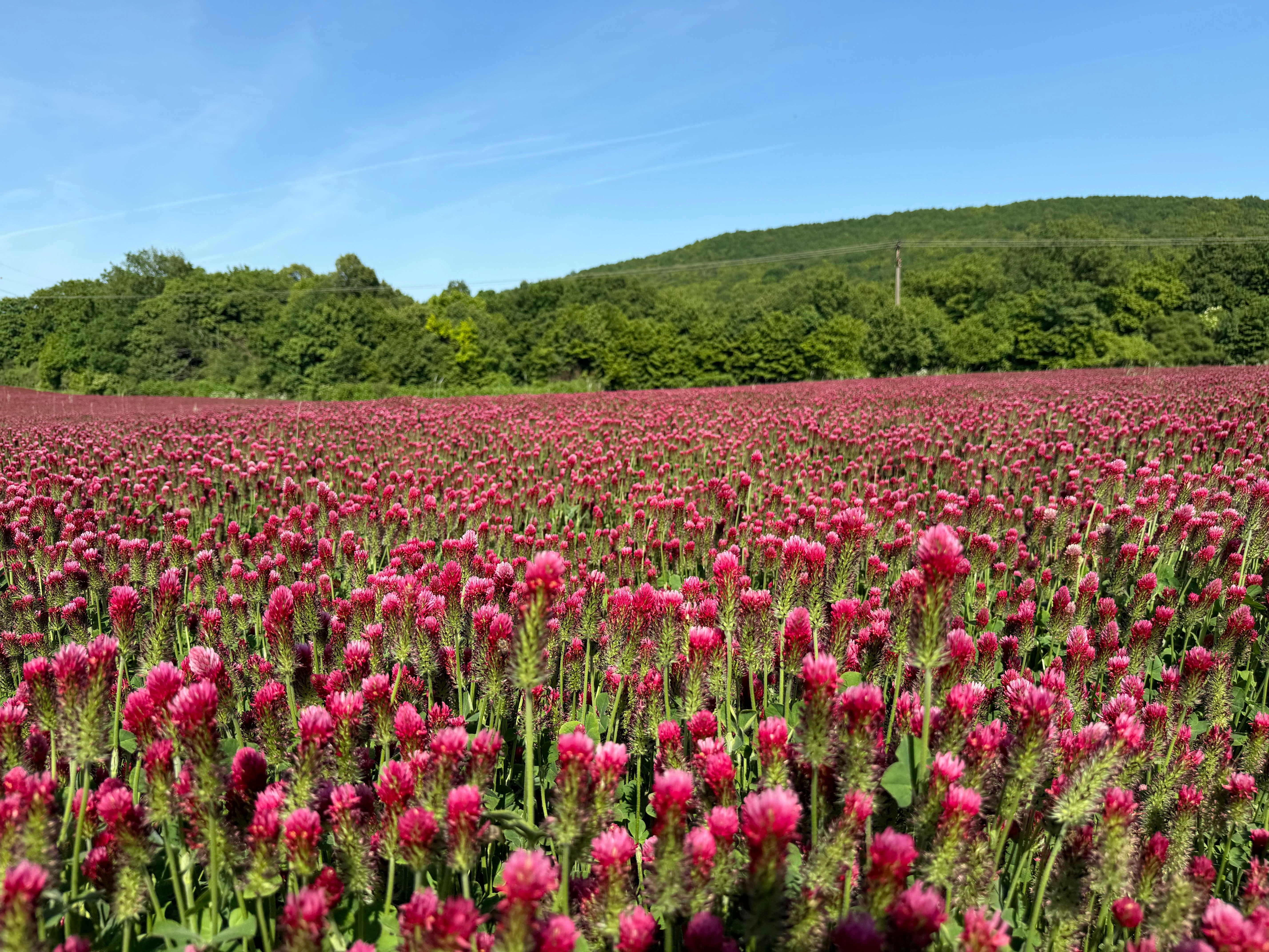 Crimson Sea of Globe-Clover in Full Bloom Under a Clear Sky