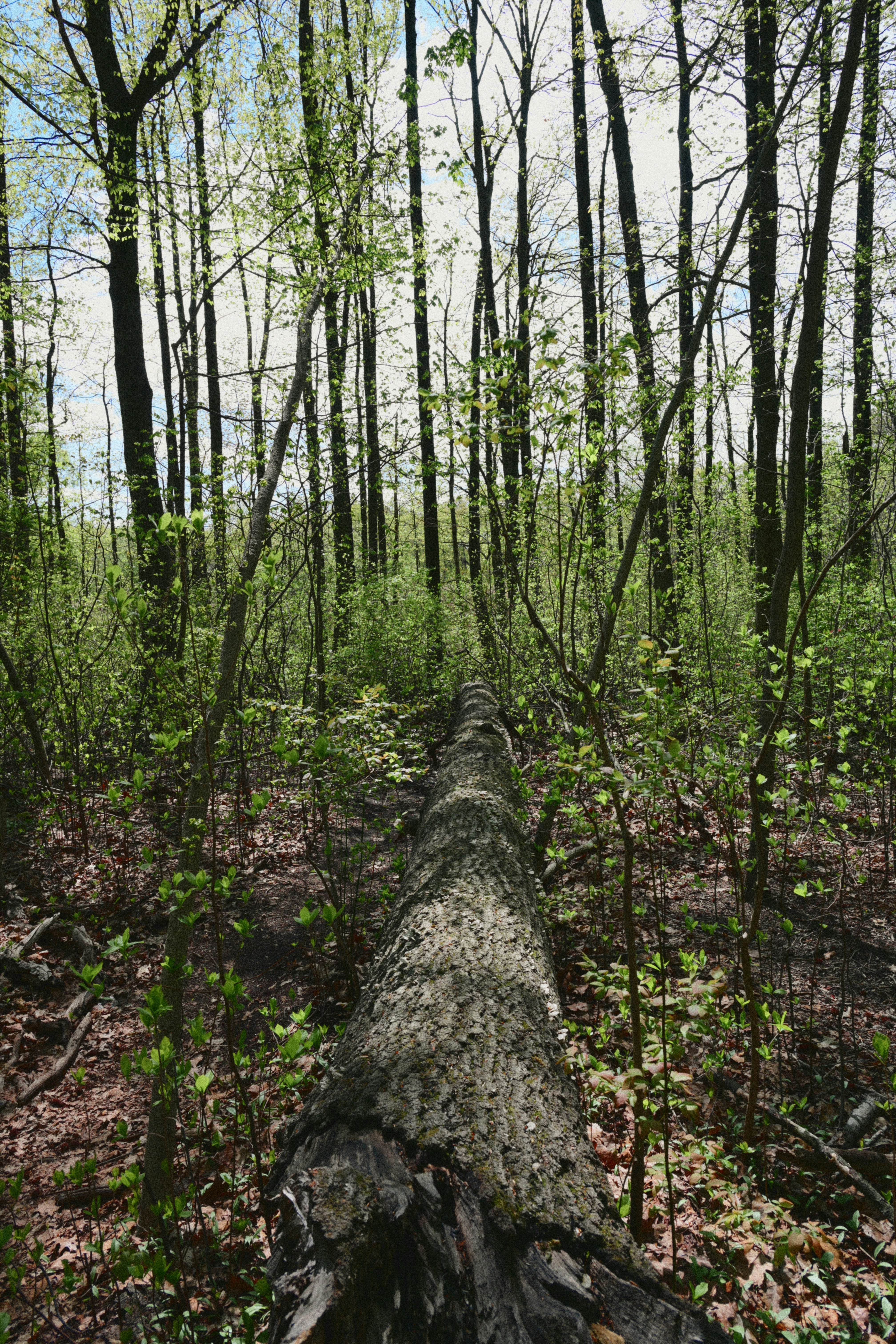 Fallen trunk leading a green corridor of tall trees
