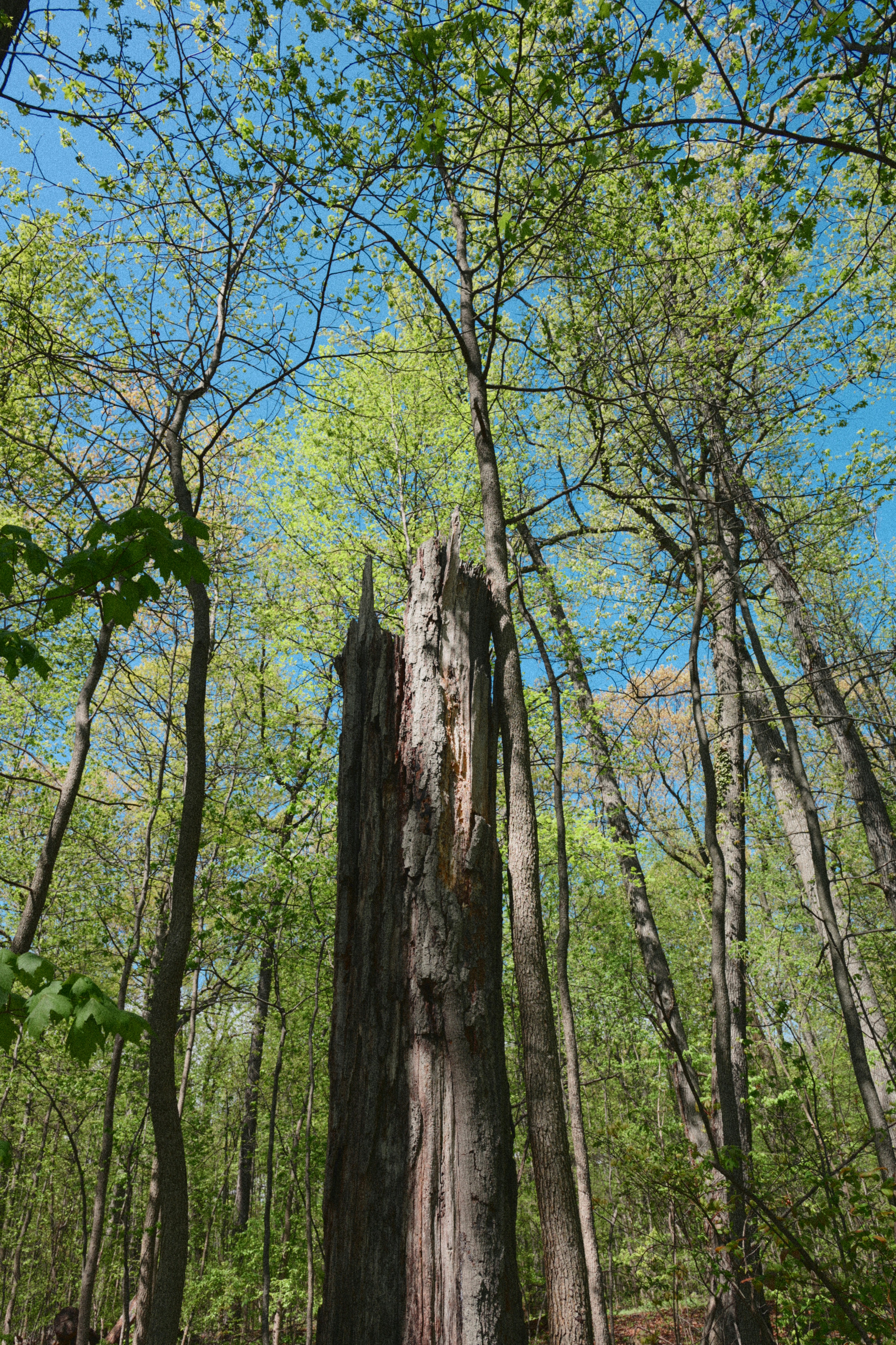 Ancient Sentinel: A mossymossed tree trunk rises amid a bright green canopy