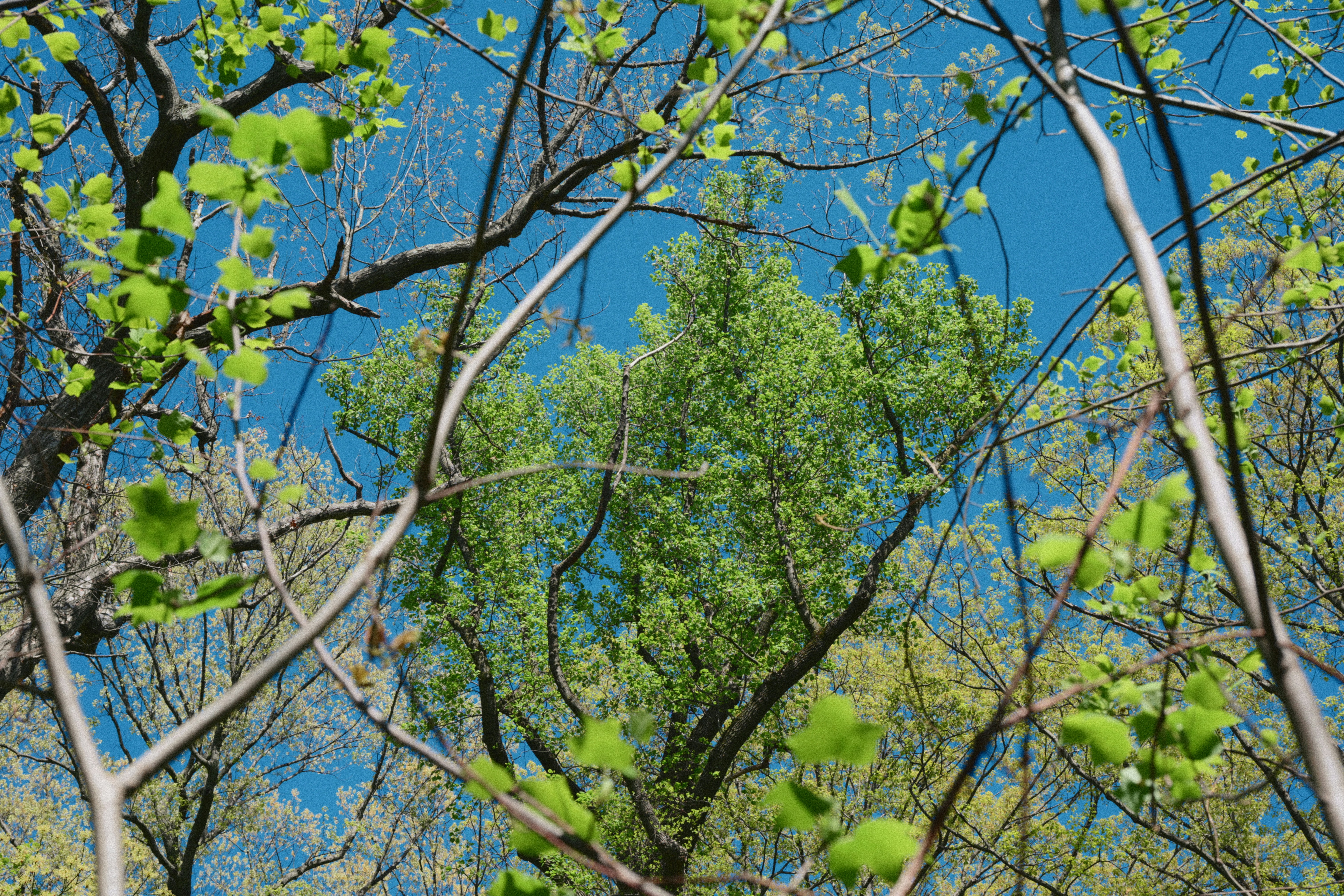 Branches Reaching for a Clear Sky