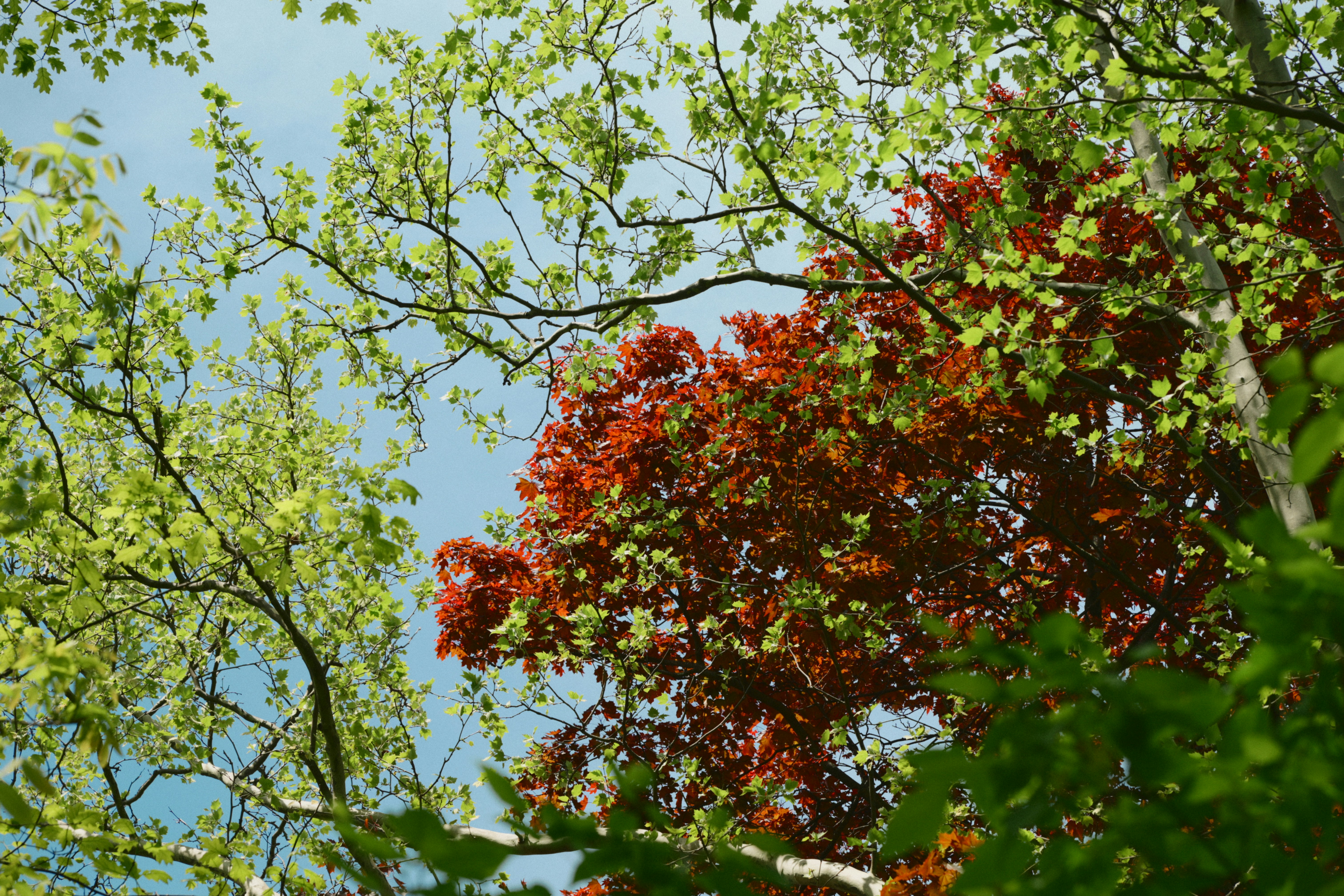 Emerald Canopy Against a Clear Noon