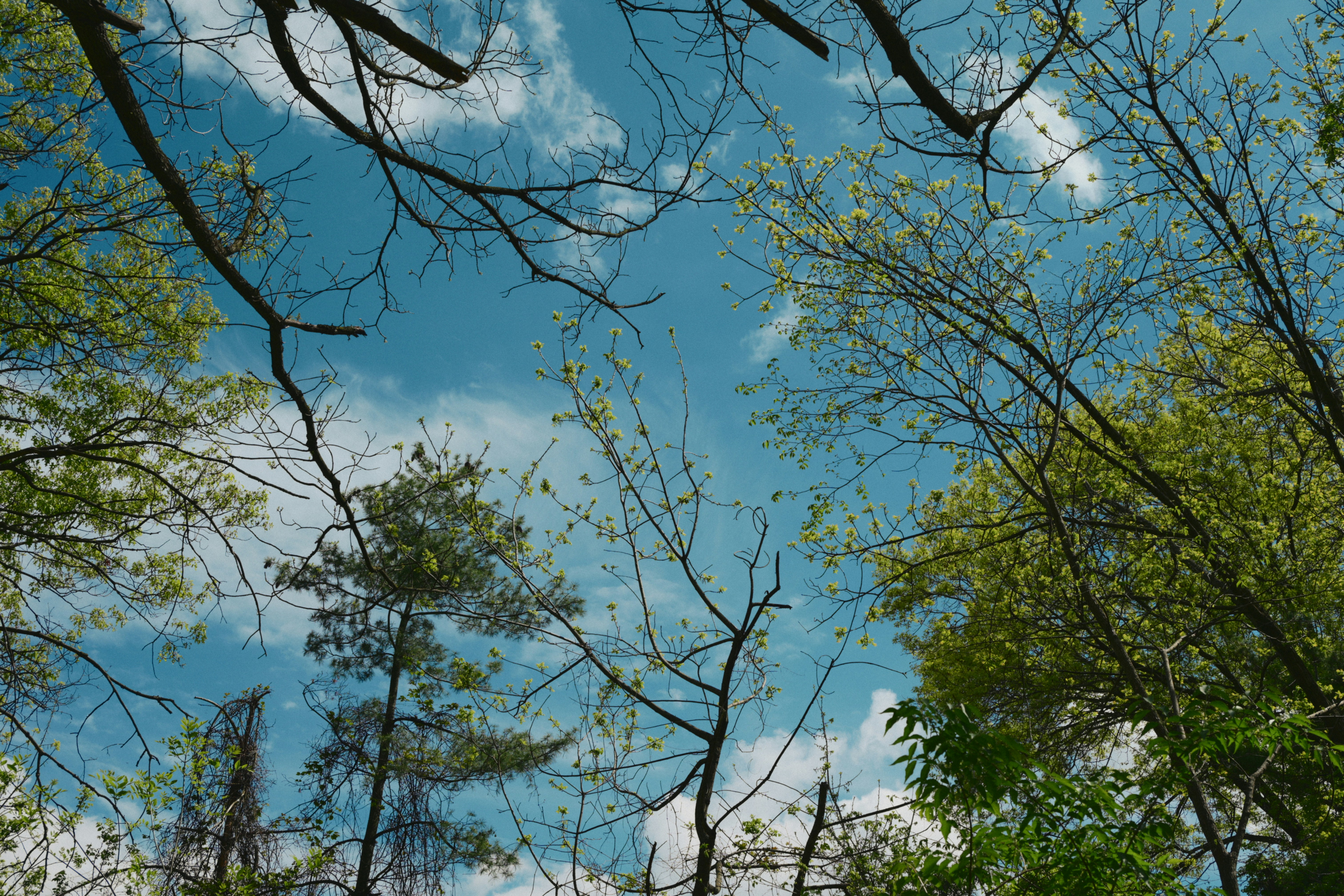 Skyward Canopy: Trees Framing a Bright Blue Vista