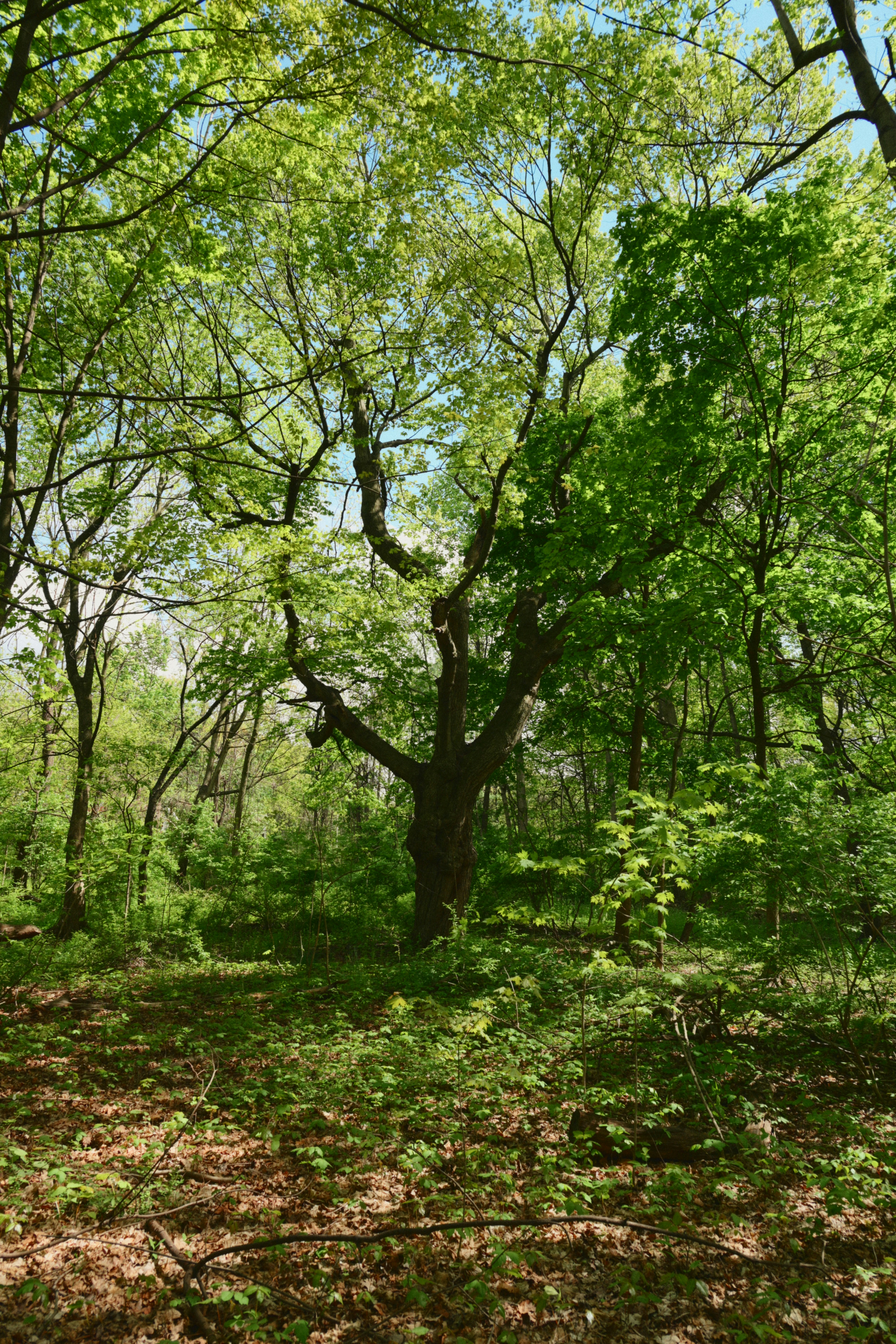 Sunlit Sentinel: An Old Tree Reaches Toward a Verdant Canopy