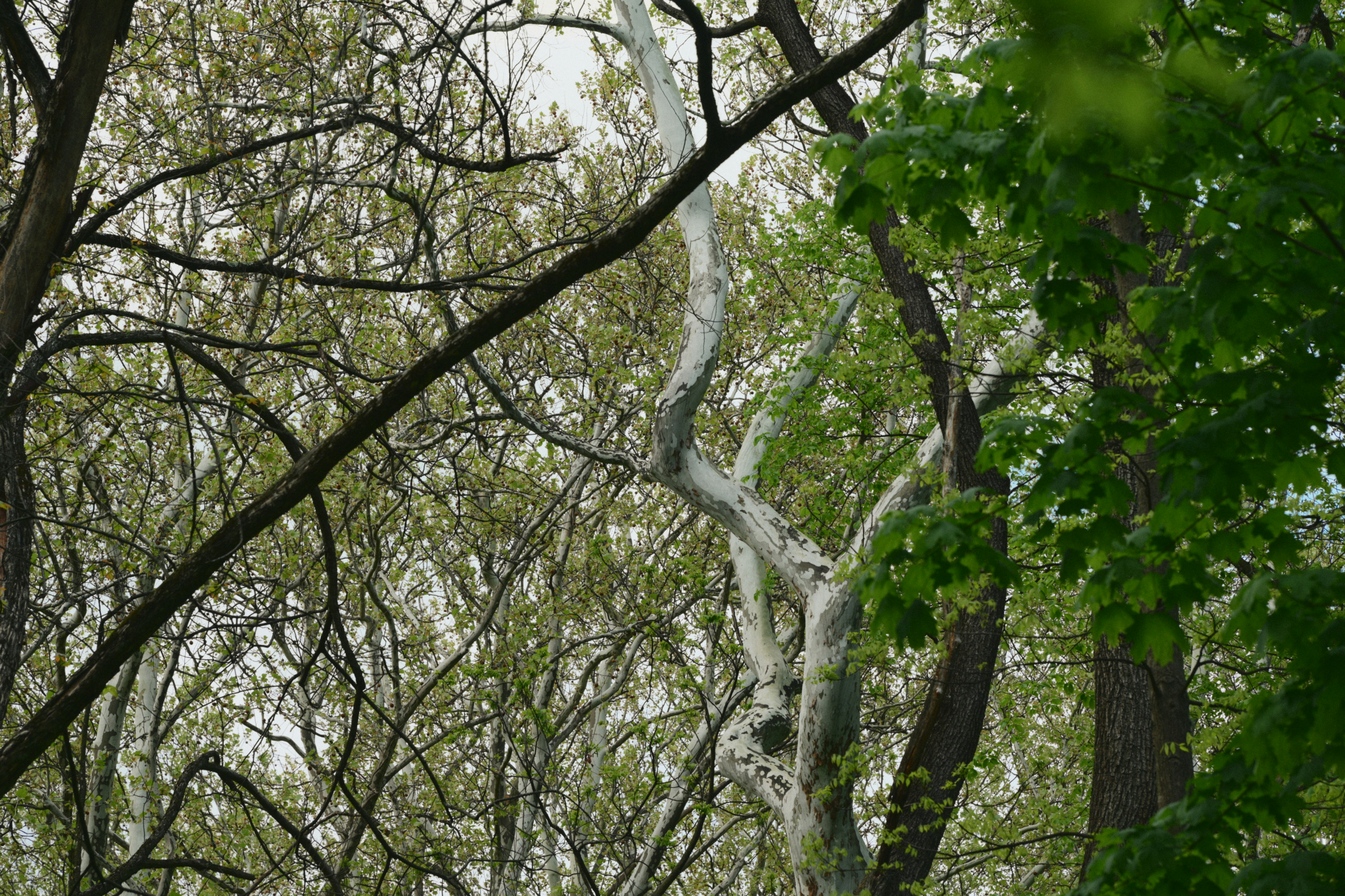 Whispering Canopy: A Quiet Convergence of White and Green