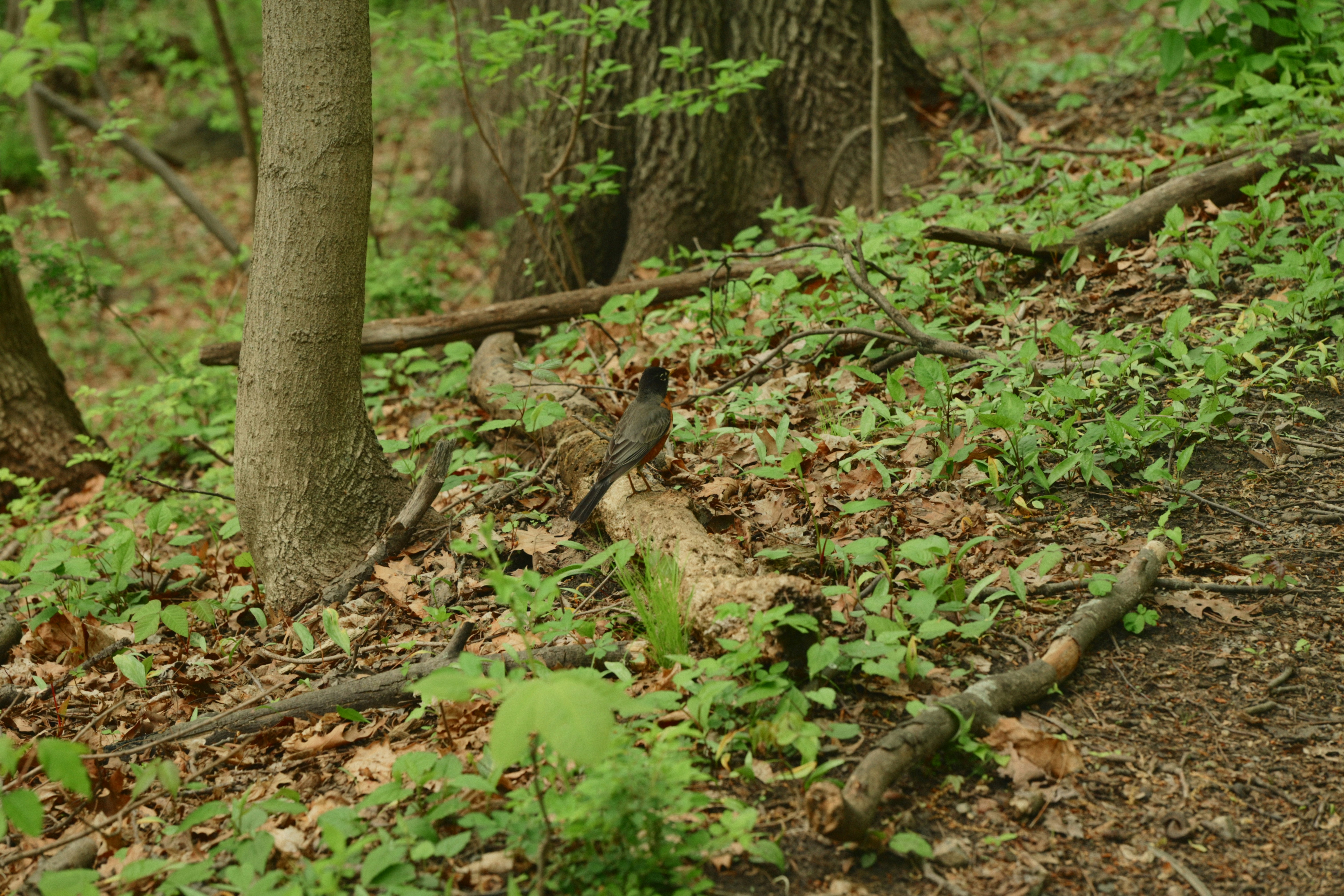 A Slim Thrush Perches on a Fallen Log in Dappled Woodland