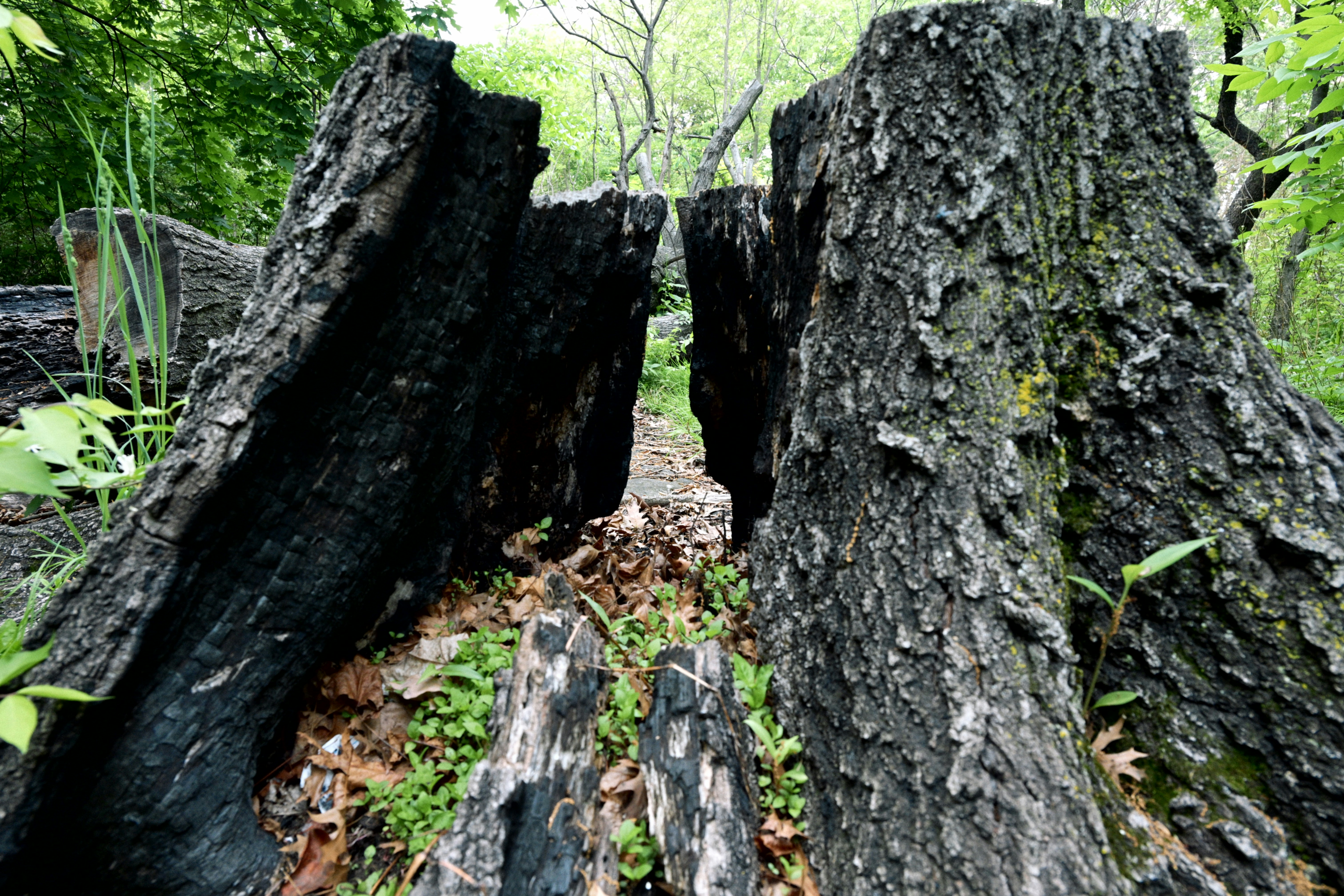 A large, hollowed tree stump in a forest.