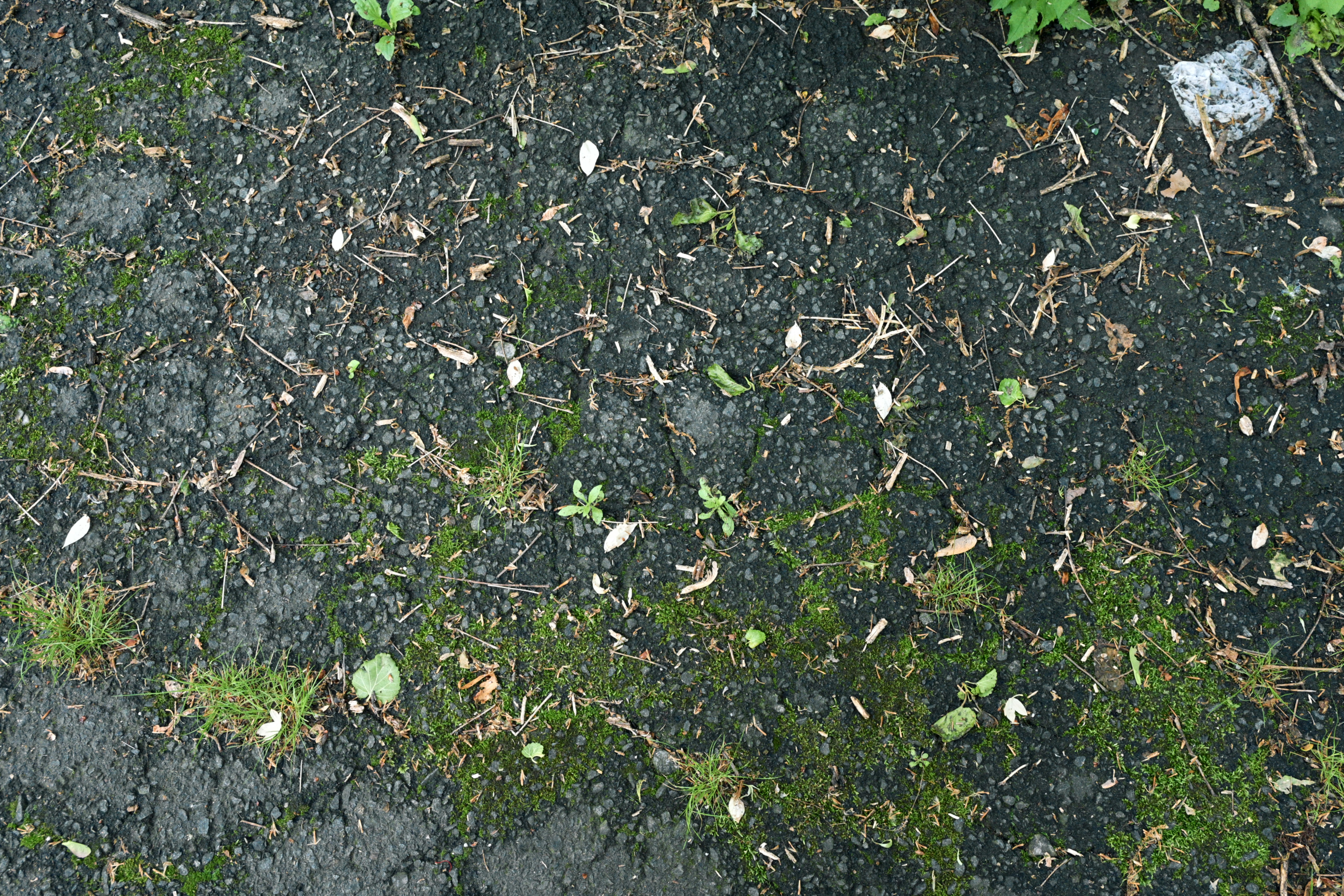 Mossy Asphalt Mosaic: tiny greenery punctuating a weathered ground