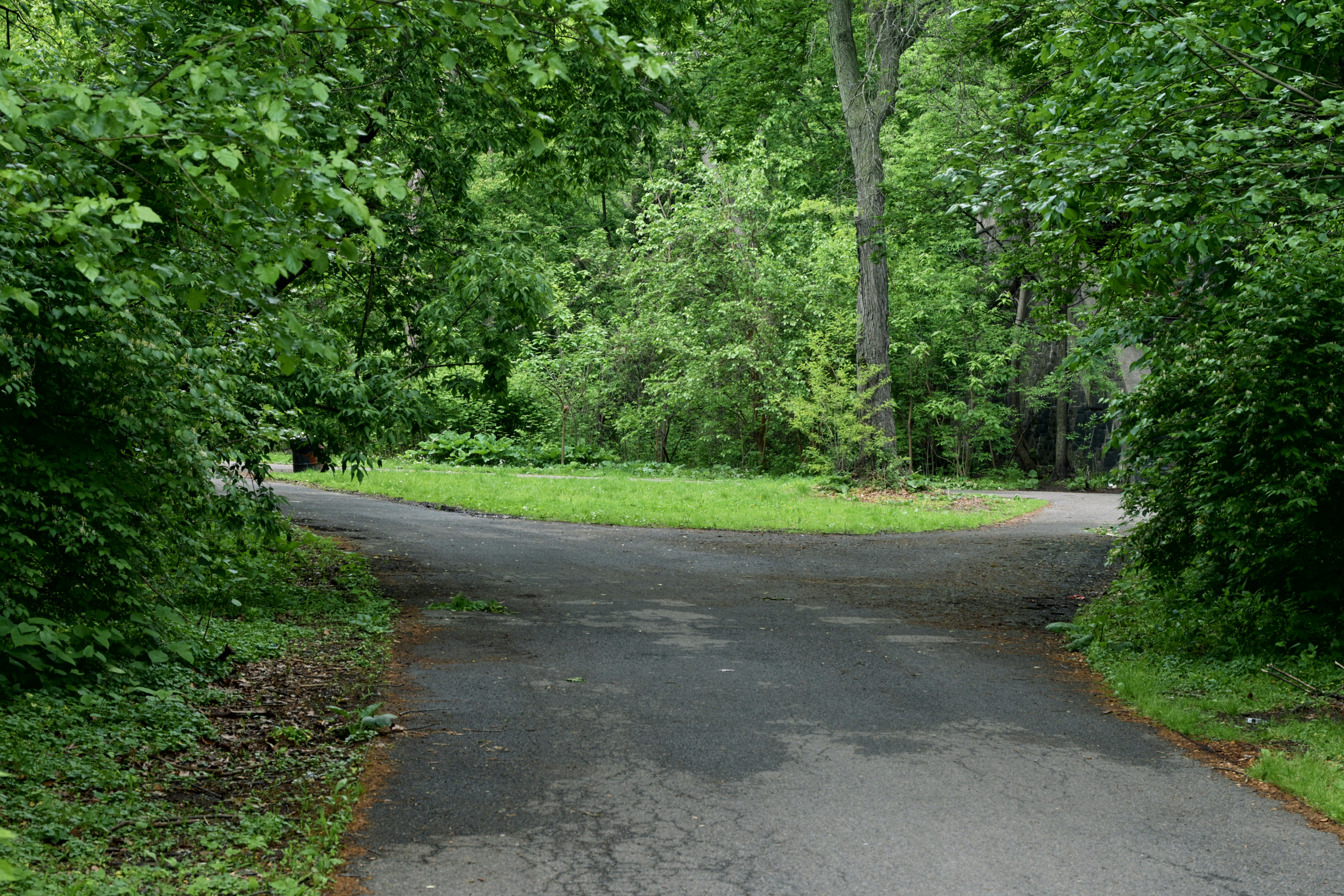Fork in the Forest Path