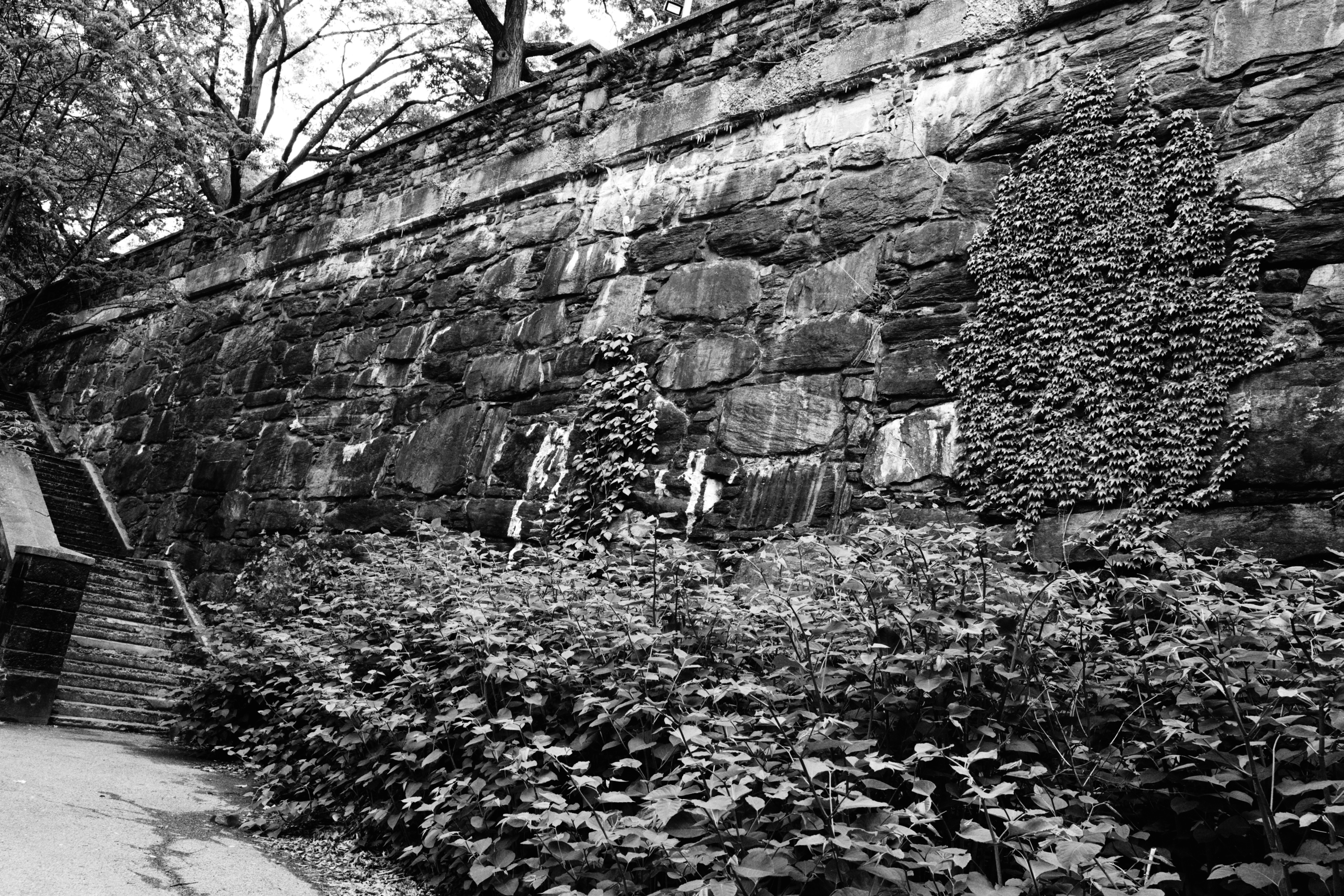 Stone Curtain: ivy-clad fortress wall and creeping vegetation