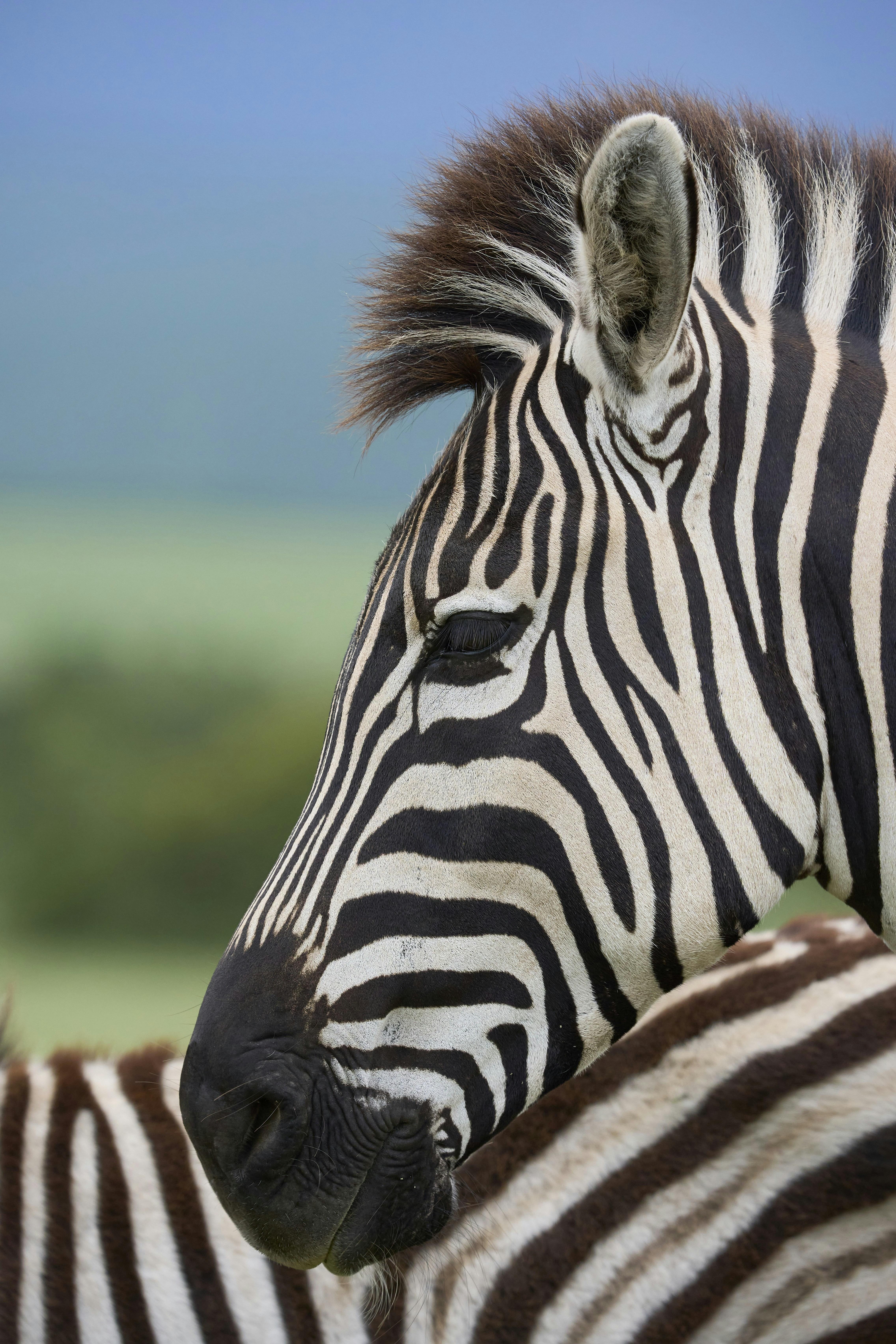 Zebra Portrait: Stripes, Gaze, and Wire-like Edges in Soft Focus