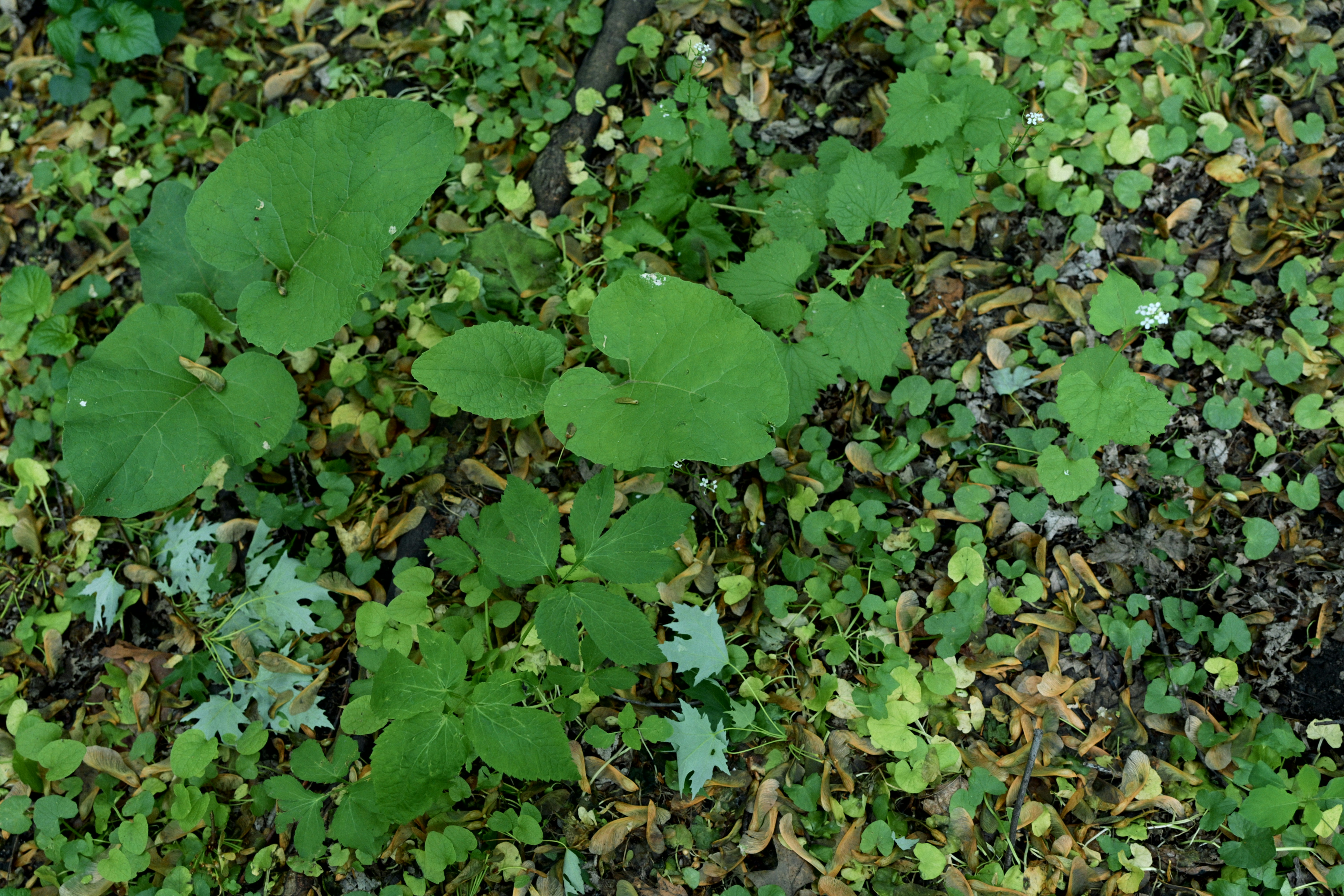 Various green plants and leaves cover the forest floor.