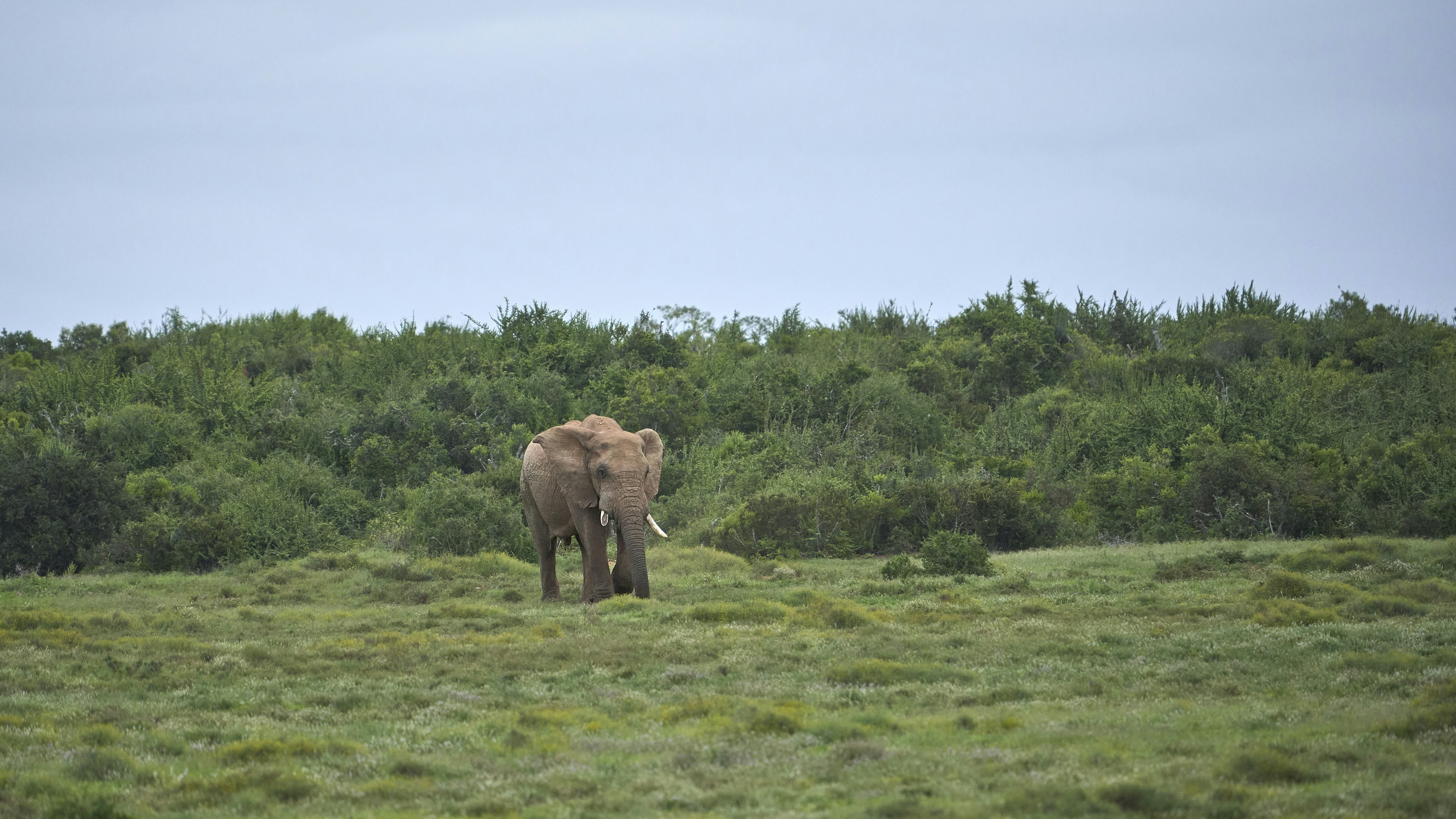 Lonely Giant in the Grasslands