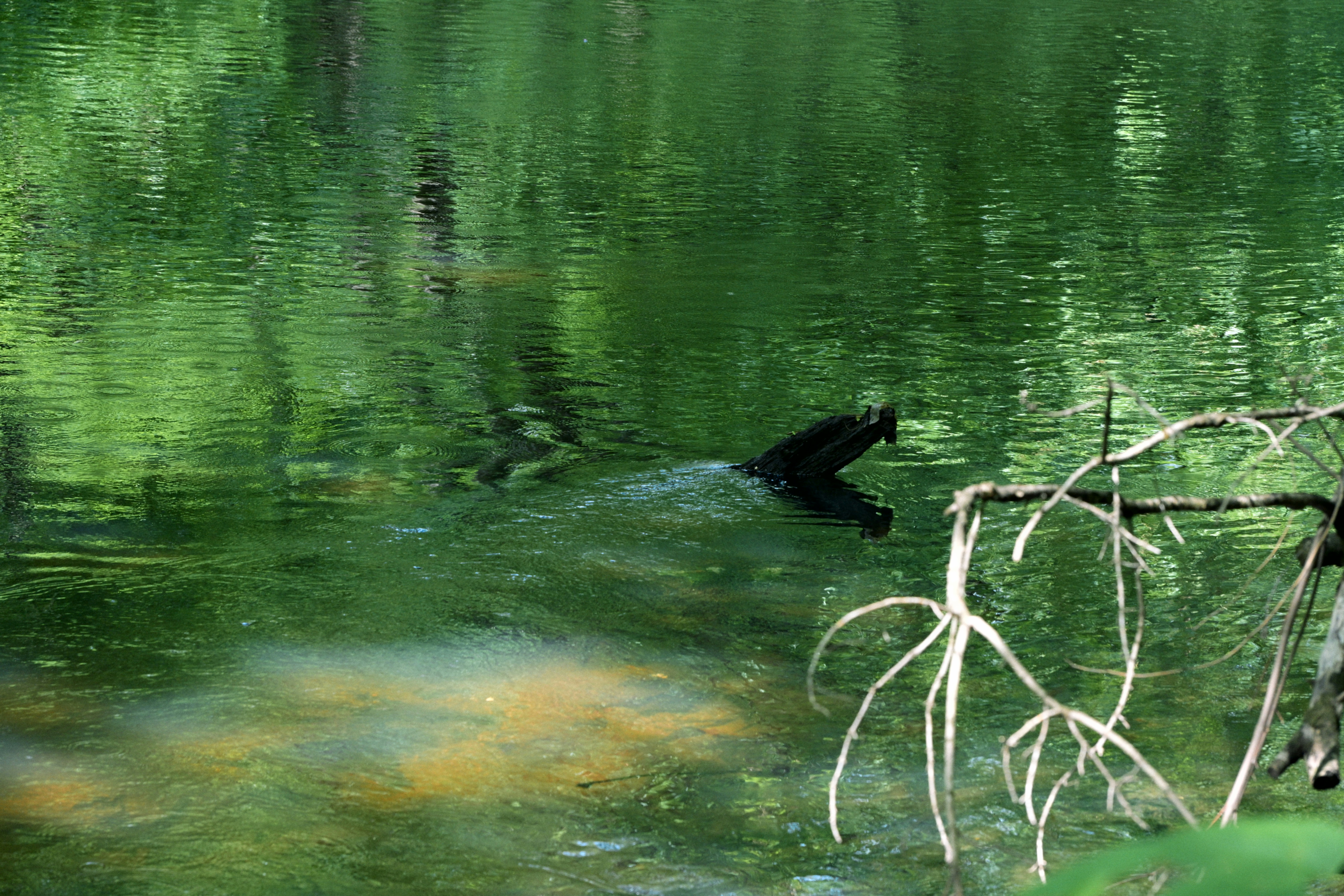 Emerald River: Reflections and a Dark Silhouette in Quiet Waters