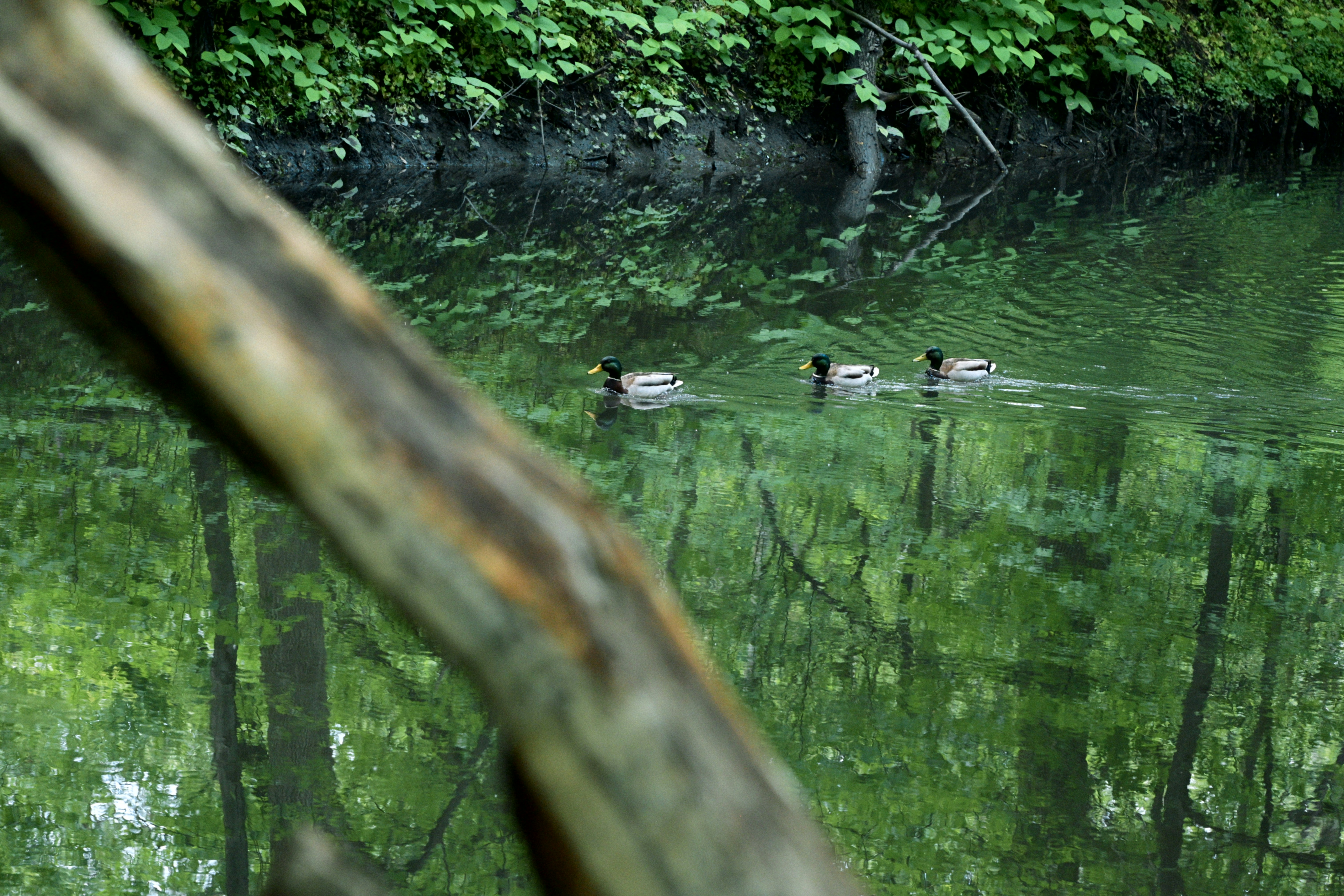Three ducks swim in calm, green reflective water.