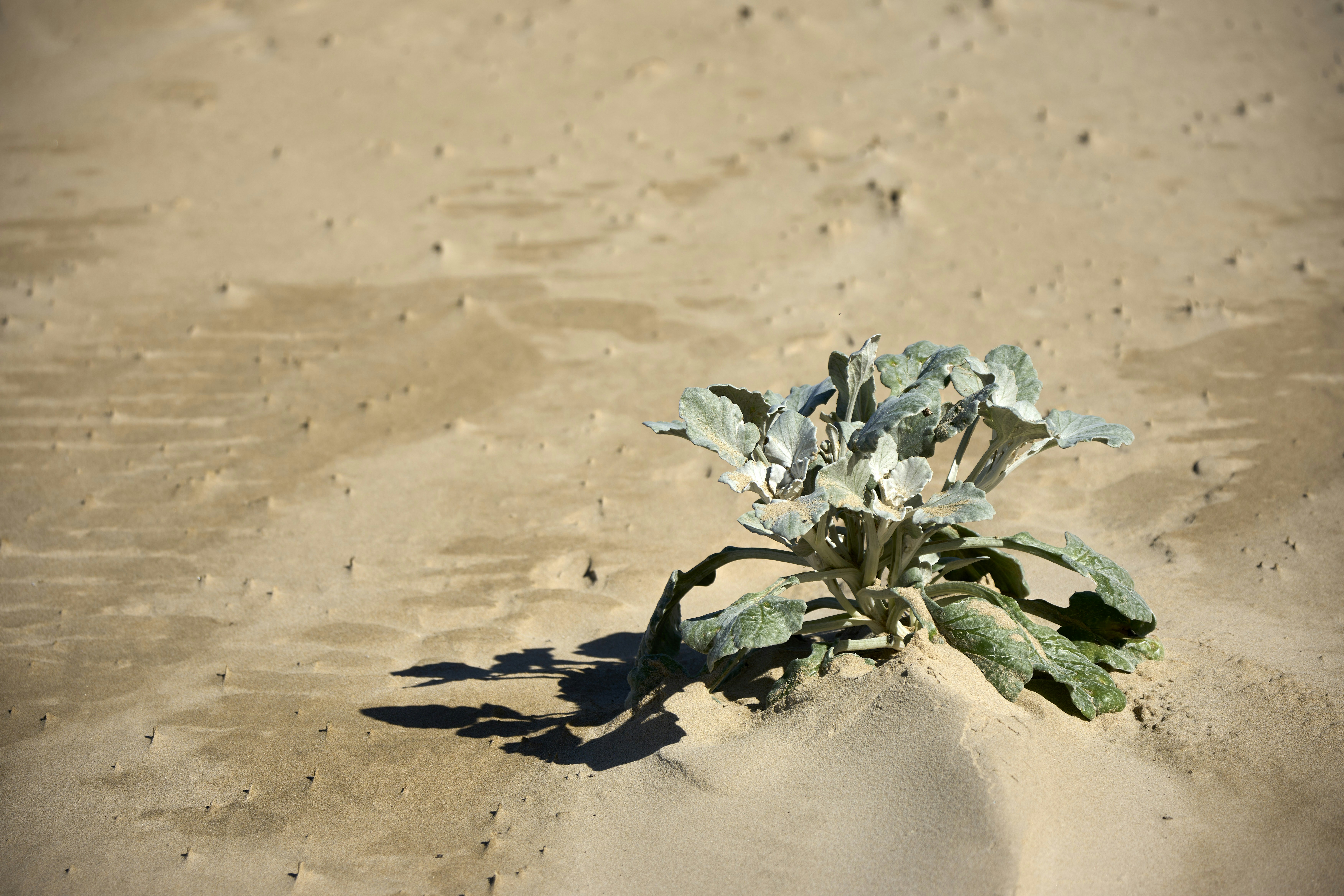 Desert Survivor: A Lone Green Plant Emerging from Sand