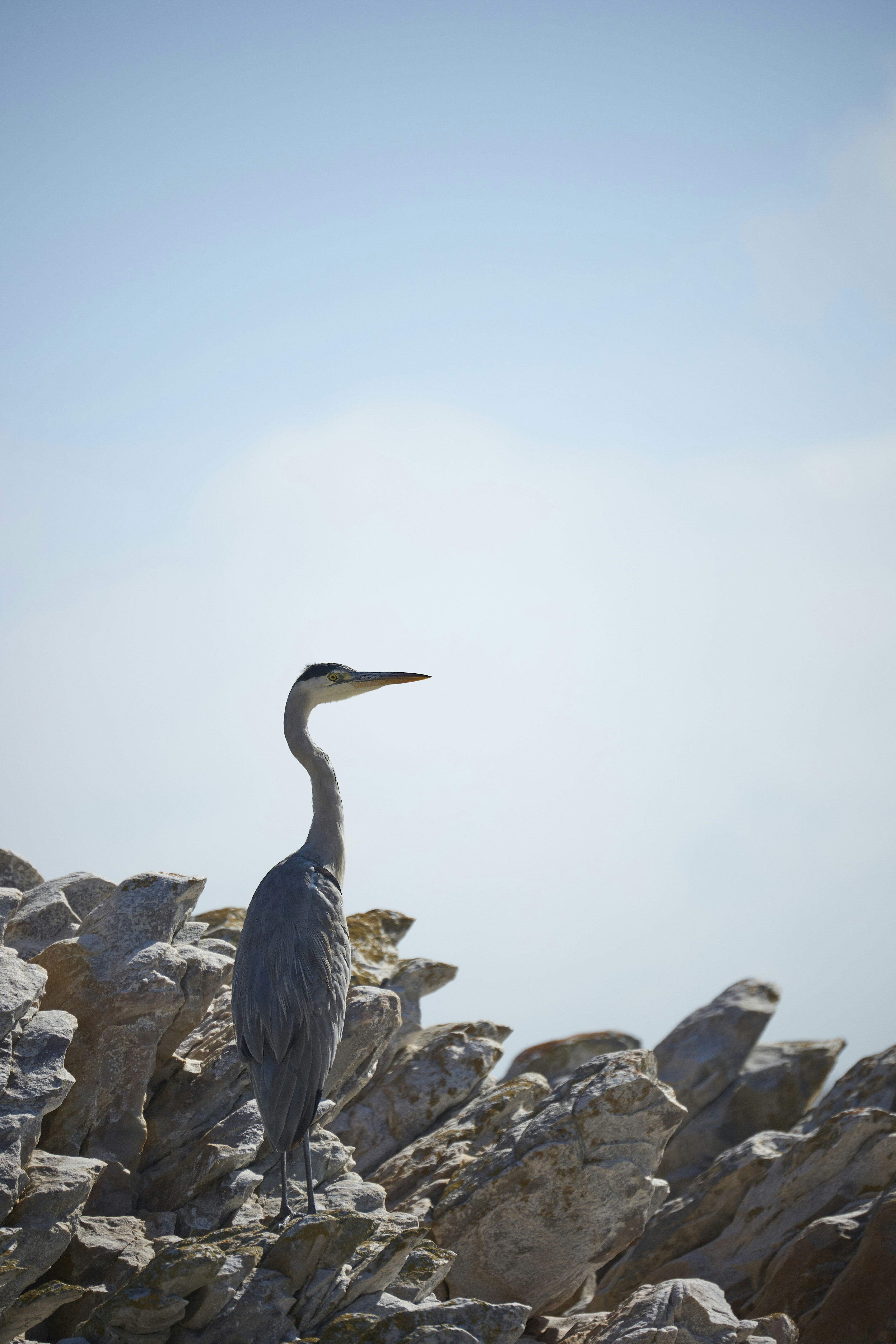 Still silhouette of a heron perched among rugged shore rocks