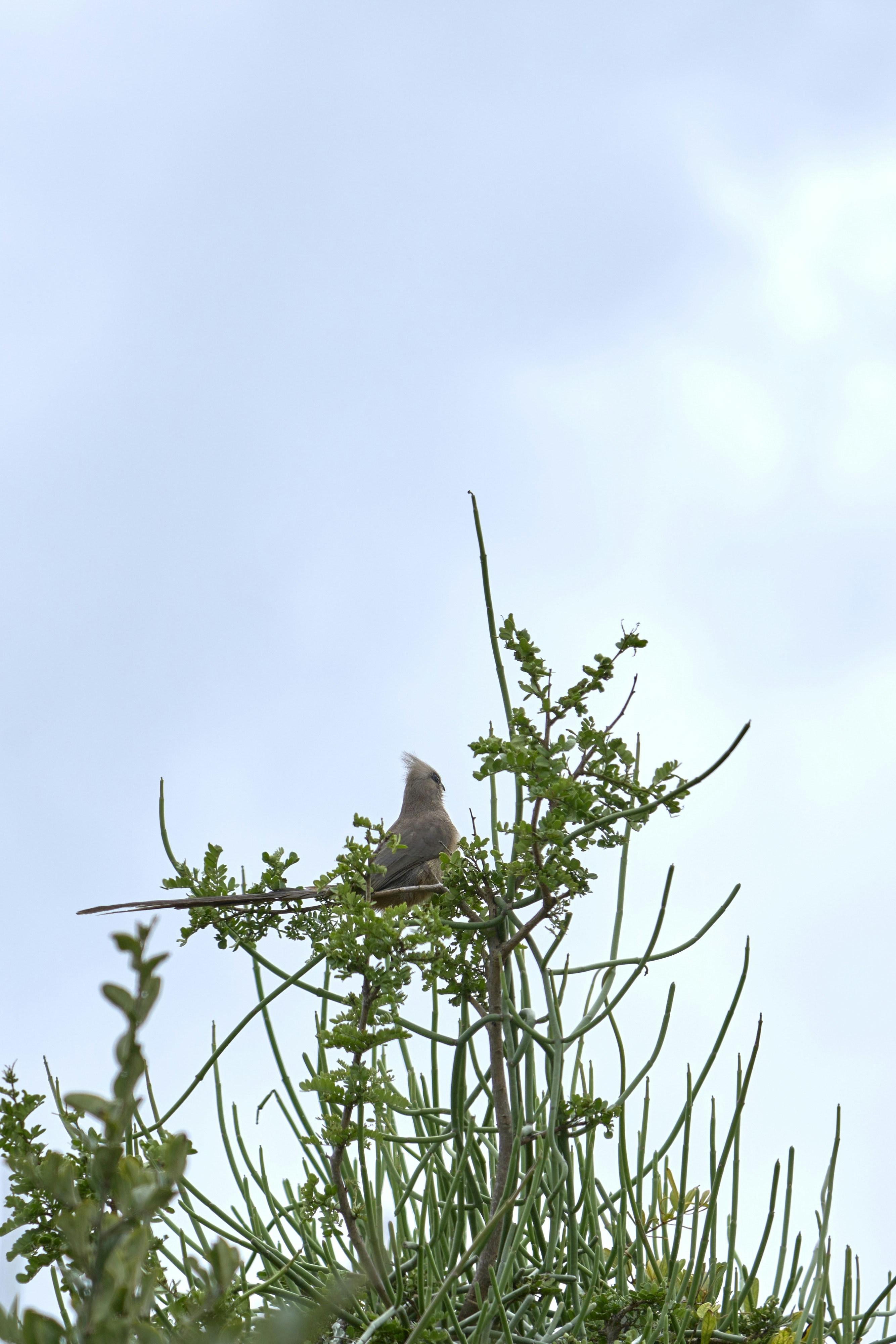 Perched among green spires: a small bird surveys the open sky
