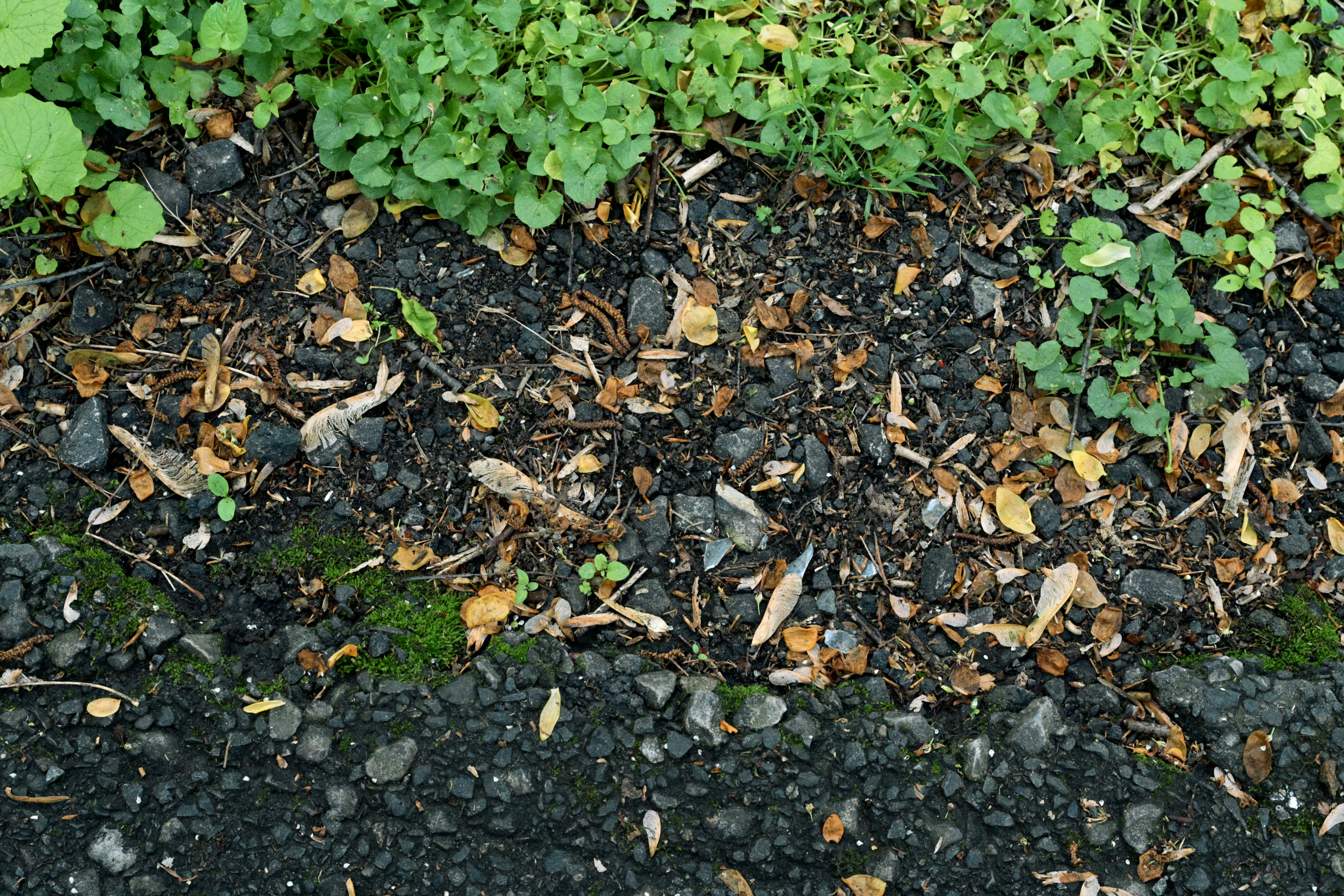 Green foliage, dry leaves, and dark asphalt ground.